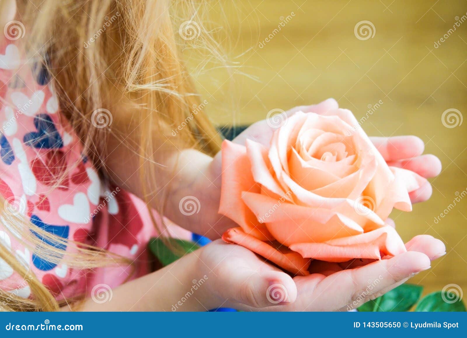 Pink rose on hand stock photo. Image of beautiful, petals - 143505650