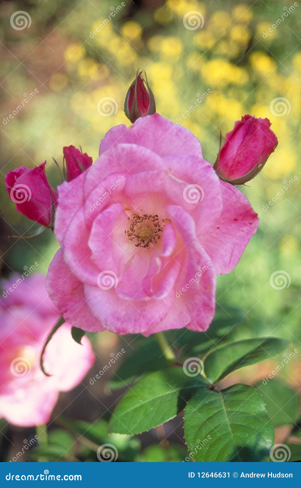 Pink Rose with Green Foliage Stock Image - Image of delicate, spring ...