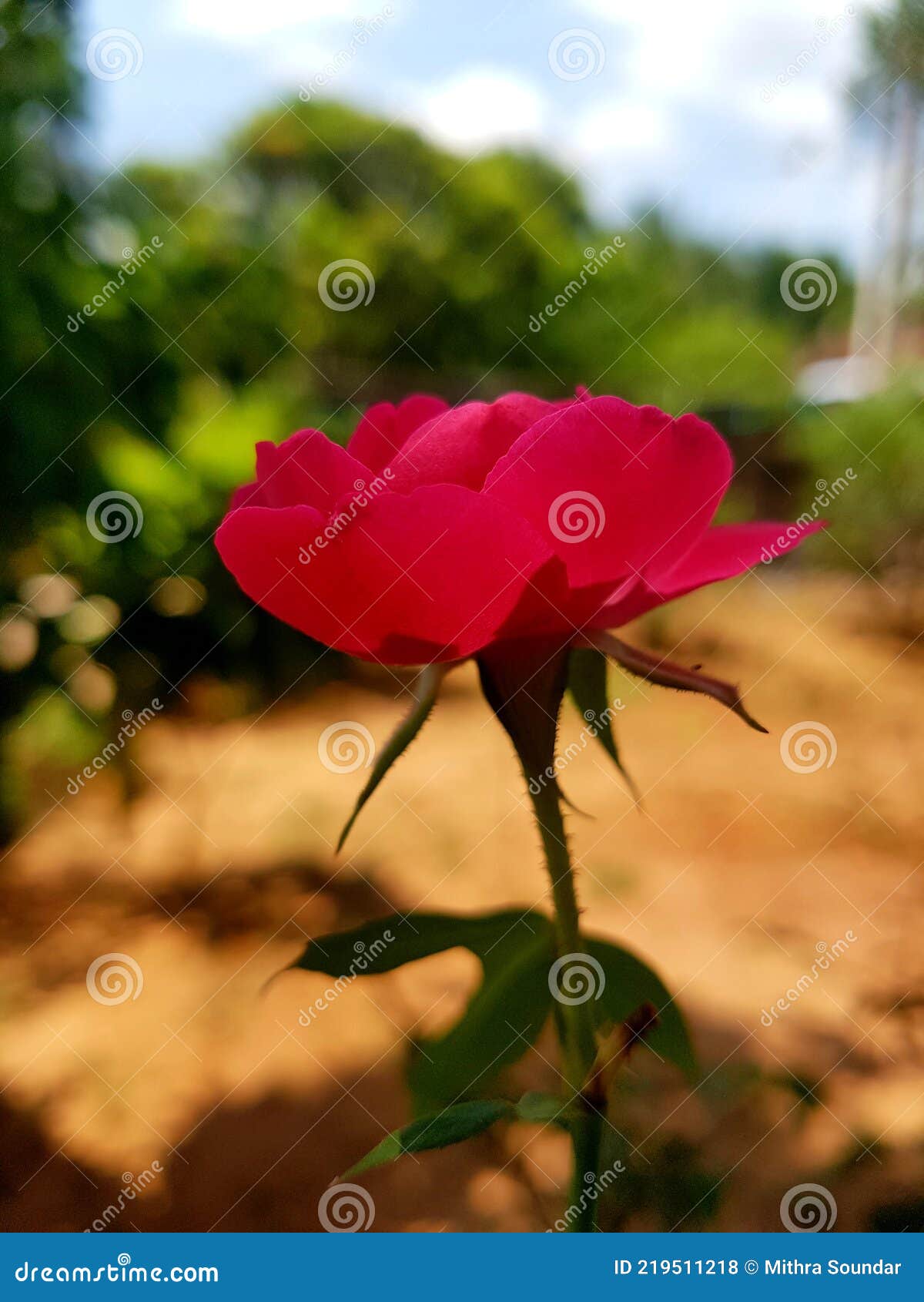 China Pink Rose with Sepal, Petal, Pedicel and Green Leaves Stock Photo ...