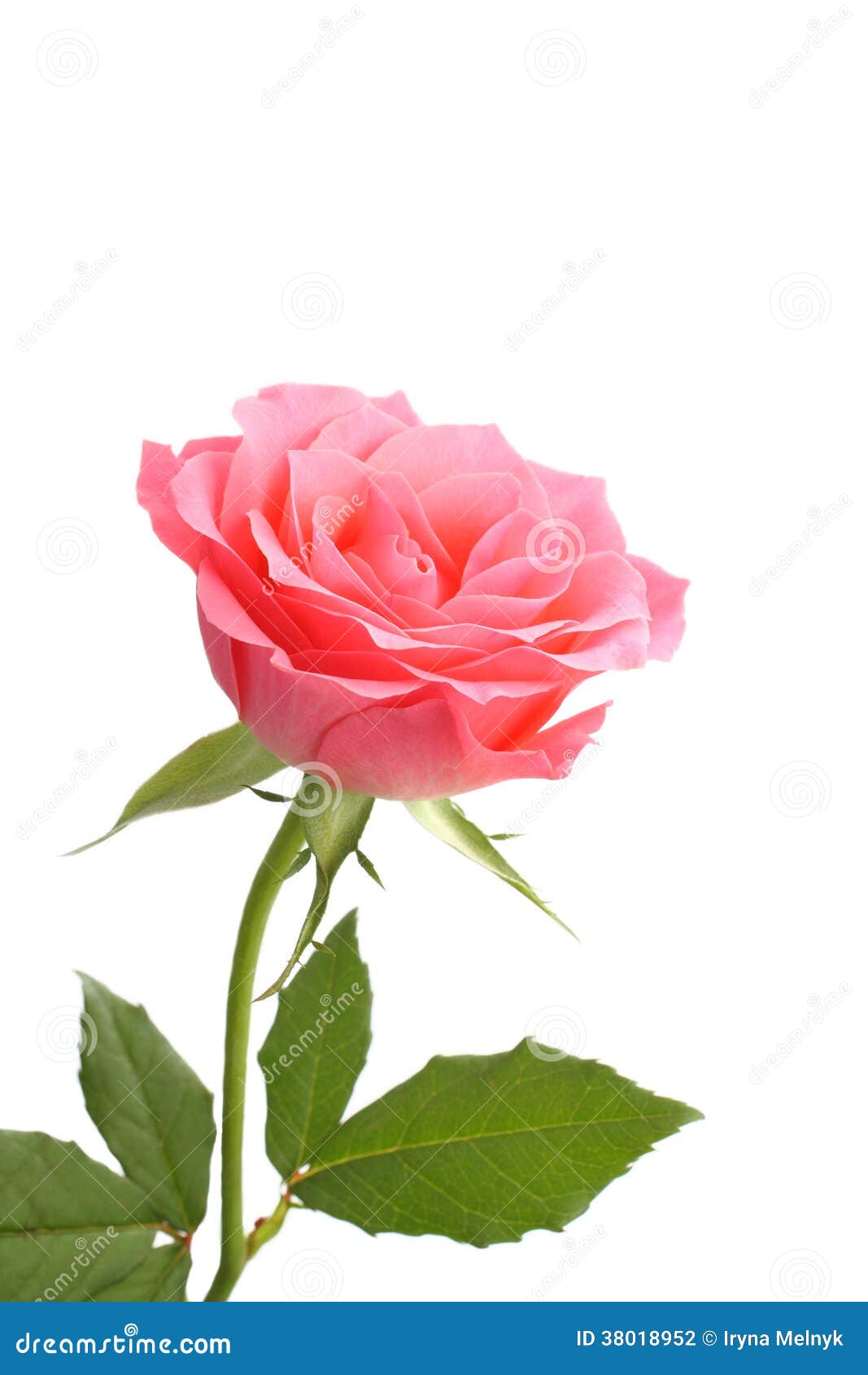 Pink Rose with the Green Stem Isolated Over White Stock Photo - Image ...
