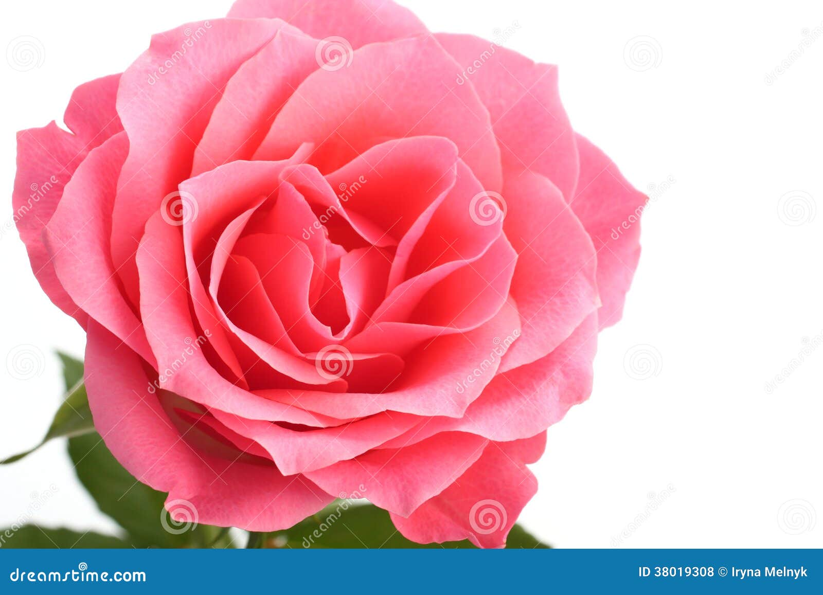 10,429 Pink Rose Green Stem Isolated White Background Stock Photos ...