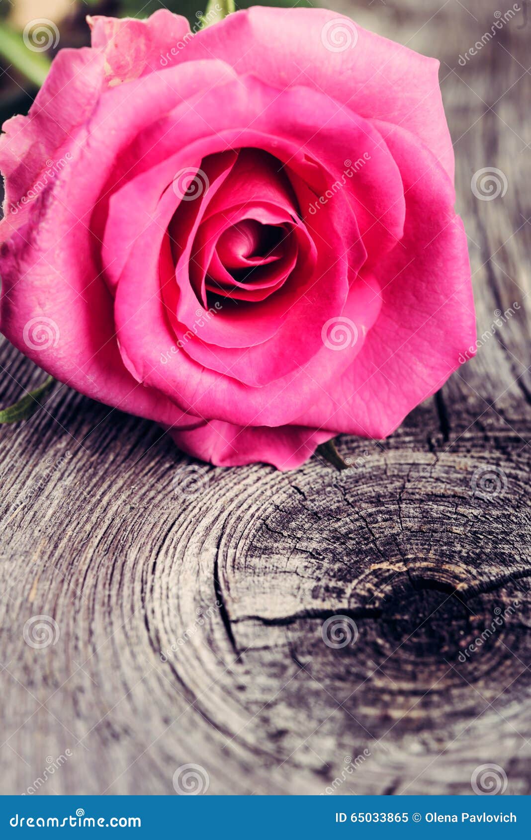 Pink Rose on Grey Wooden Background. Stock Image - Image of decoration ...