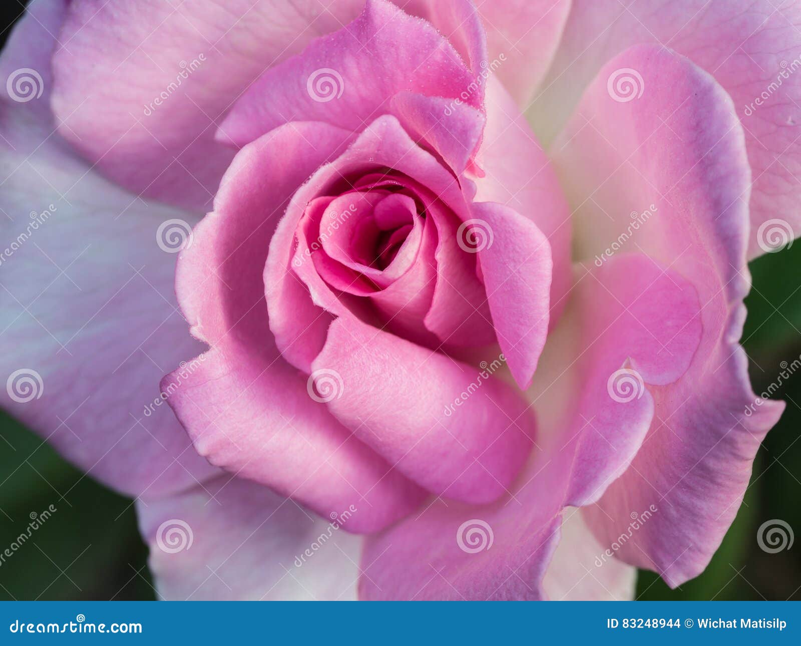 Pink Rose on the Ground stock photo. Image of bloom, ground - 83248944