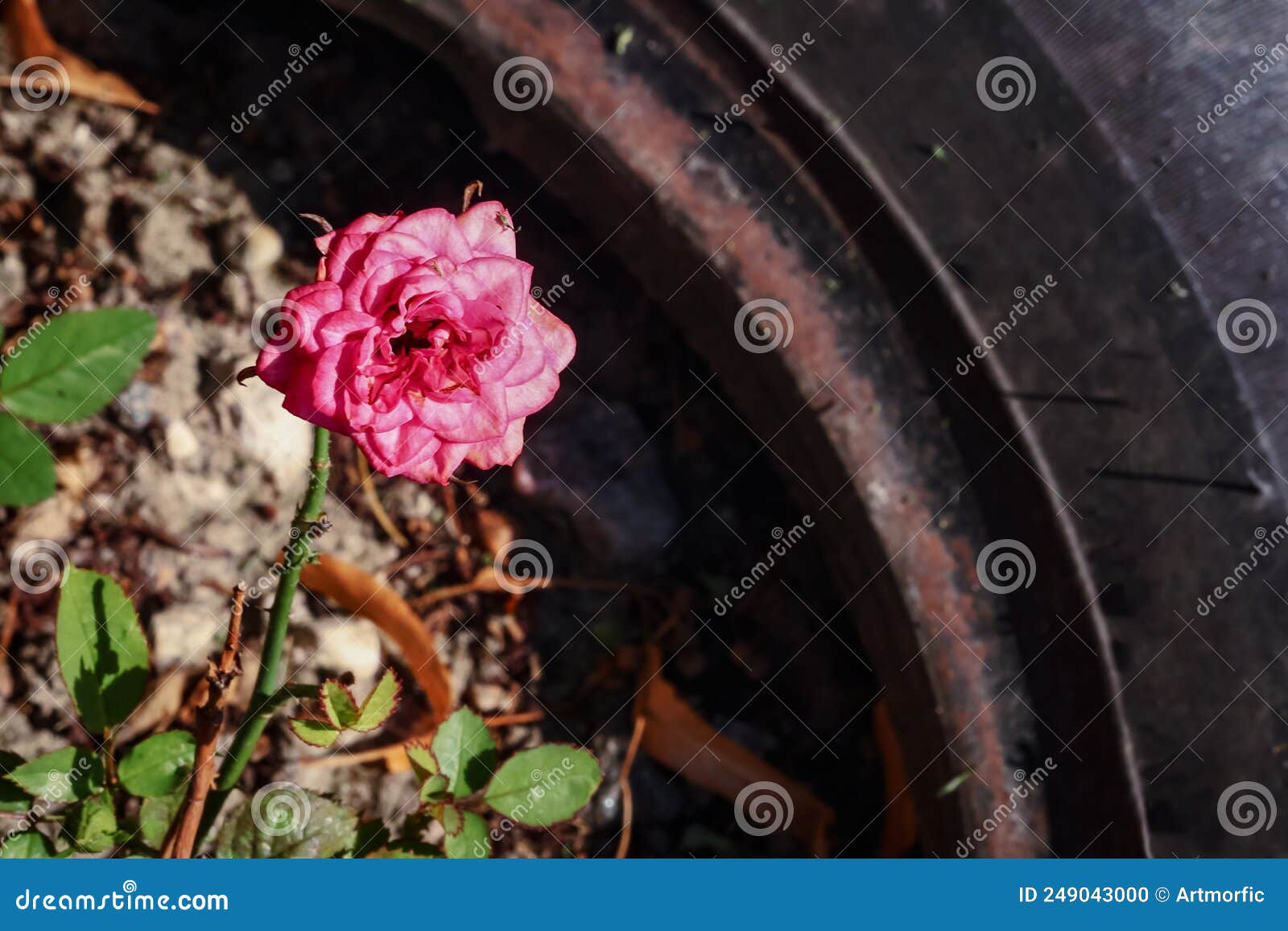 Pink Rose Growing in Rubber Wheel Tire with Light Sunset Shade Stock ...