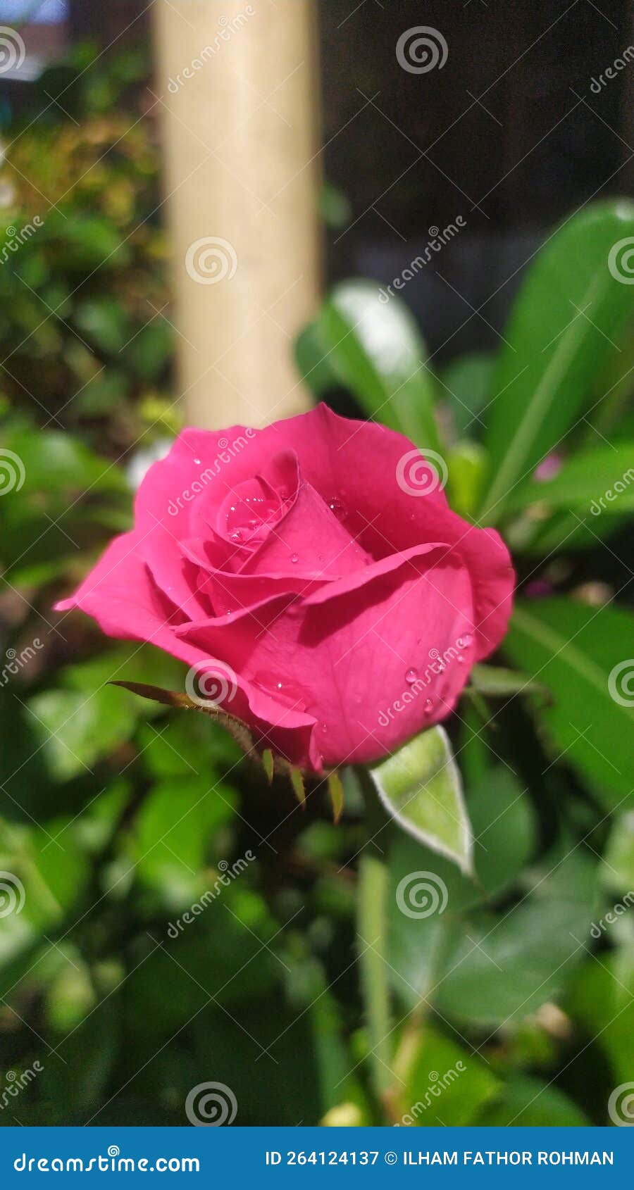 A Pink Rose Half Blooming in the Sunshine Stock Image - Image of shrub ...