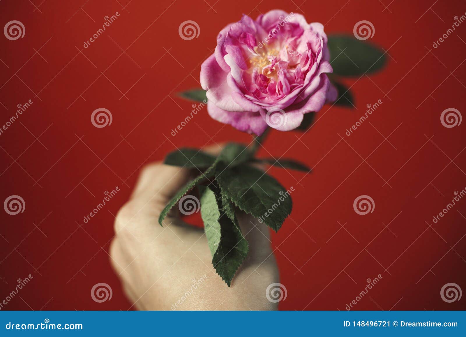 Pink Rose in hand stock image. Image of flower, gerbera - 148496721