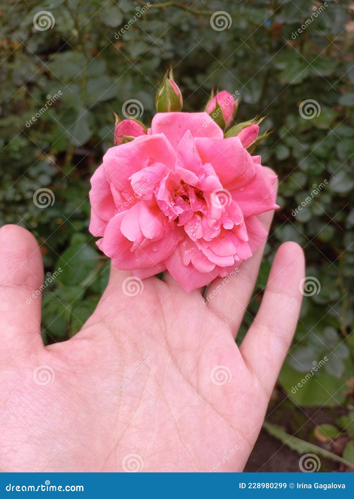 Pink Rose in hand stock image. Image of rose, autumn - 228980299