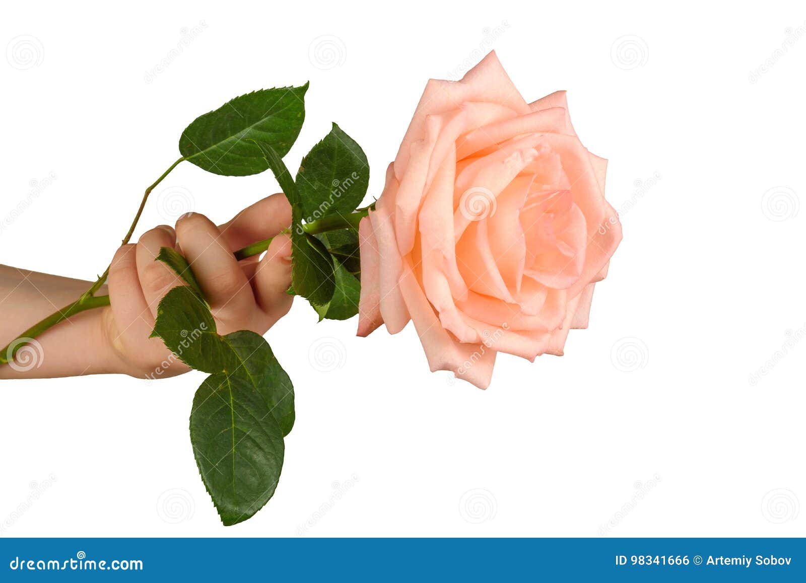Pink Rose in Hand Isolated. Stock Photo - Image of bright, decoration ...