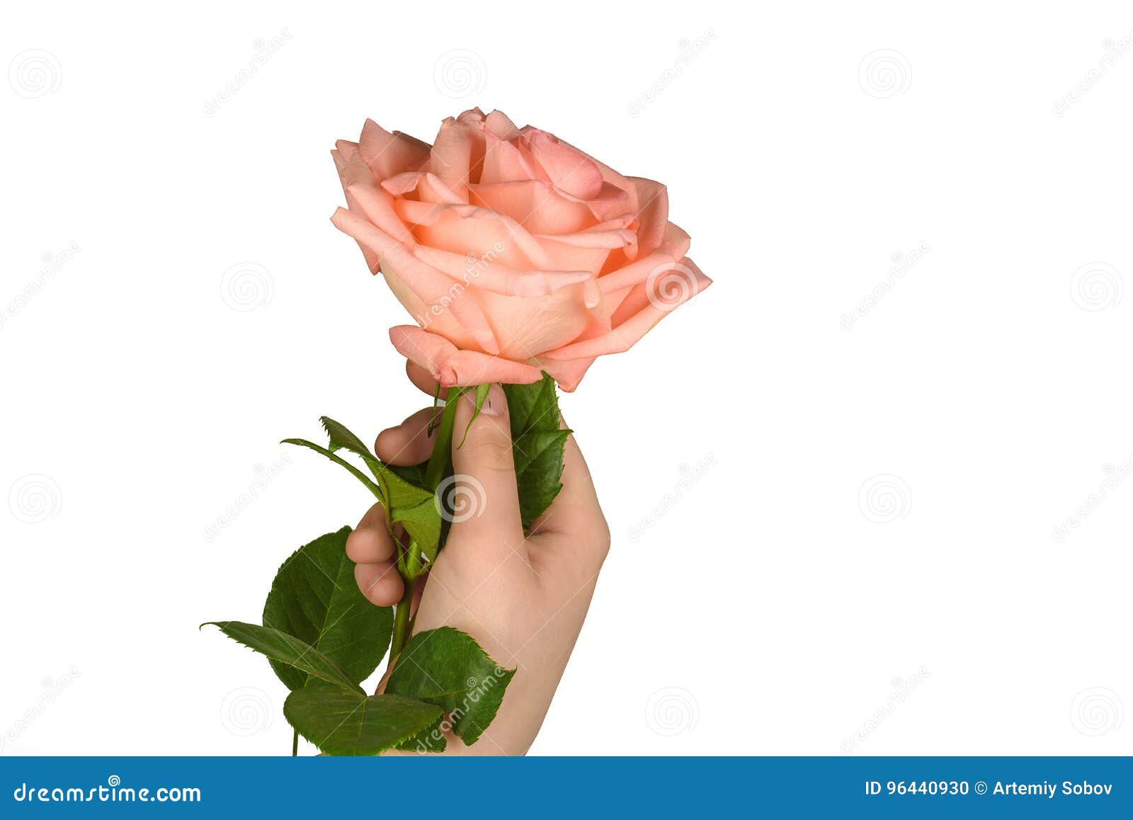 Pink Rose in a Hand, Isolated Stock Photo - Image of girl, female: 96440930