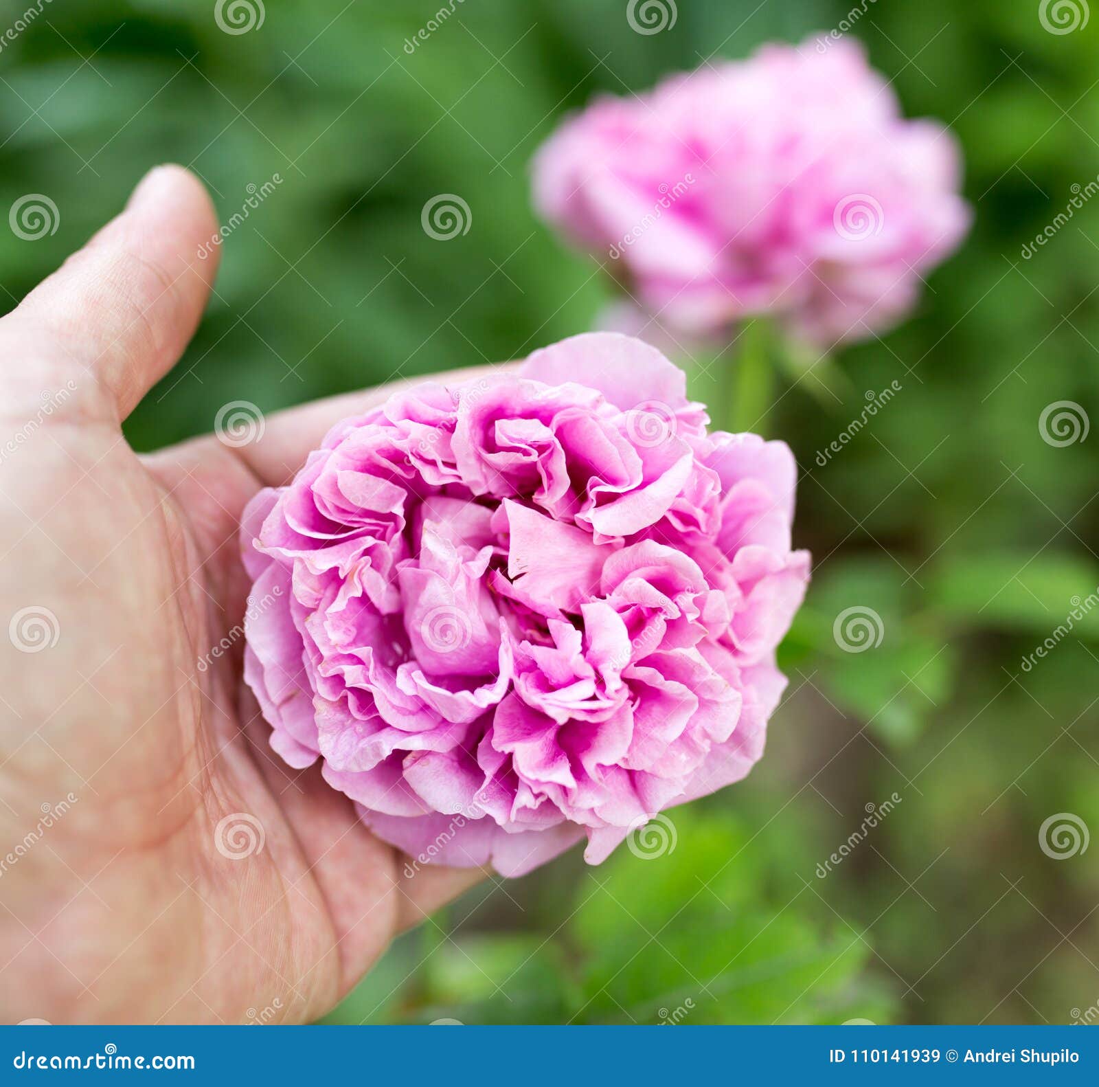 Pink Rose in Hand on Nature Stock Image - Image of skin, love: 110141939