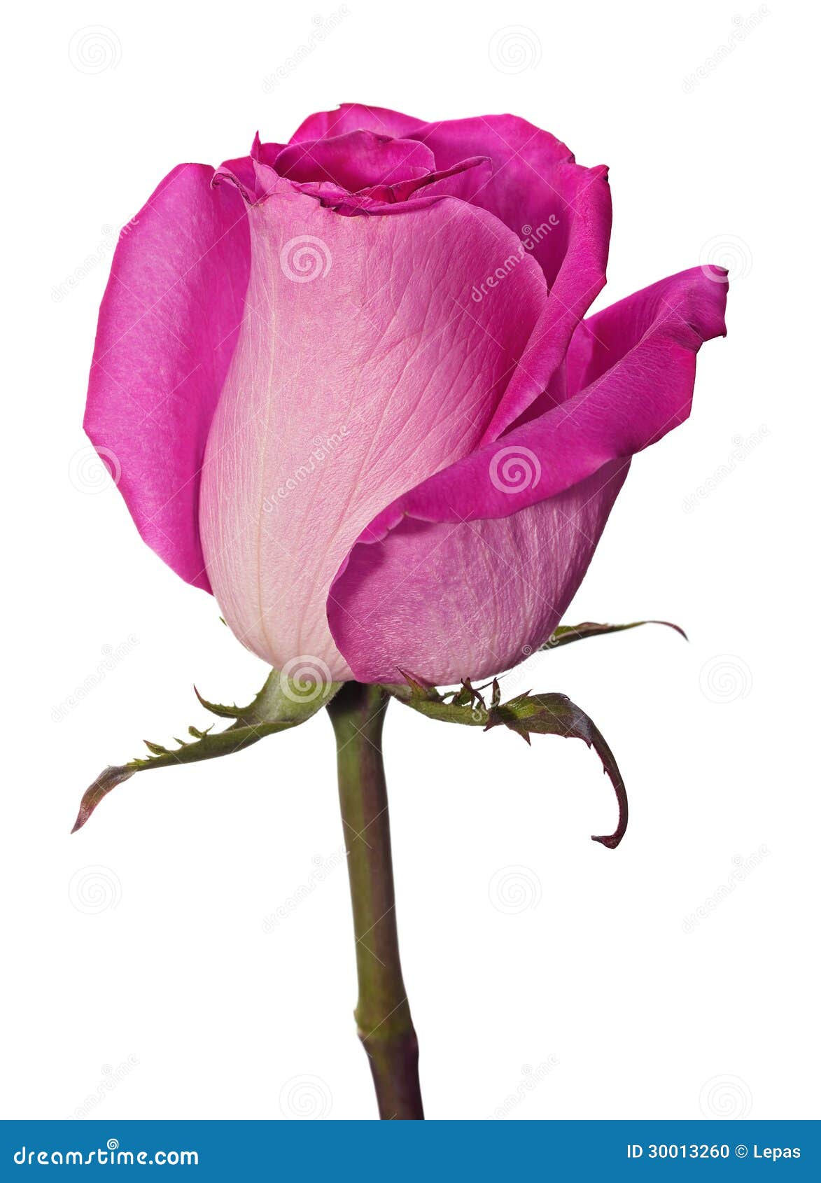 Pink Rose Head Stock Photo - Image: 30013260