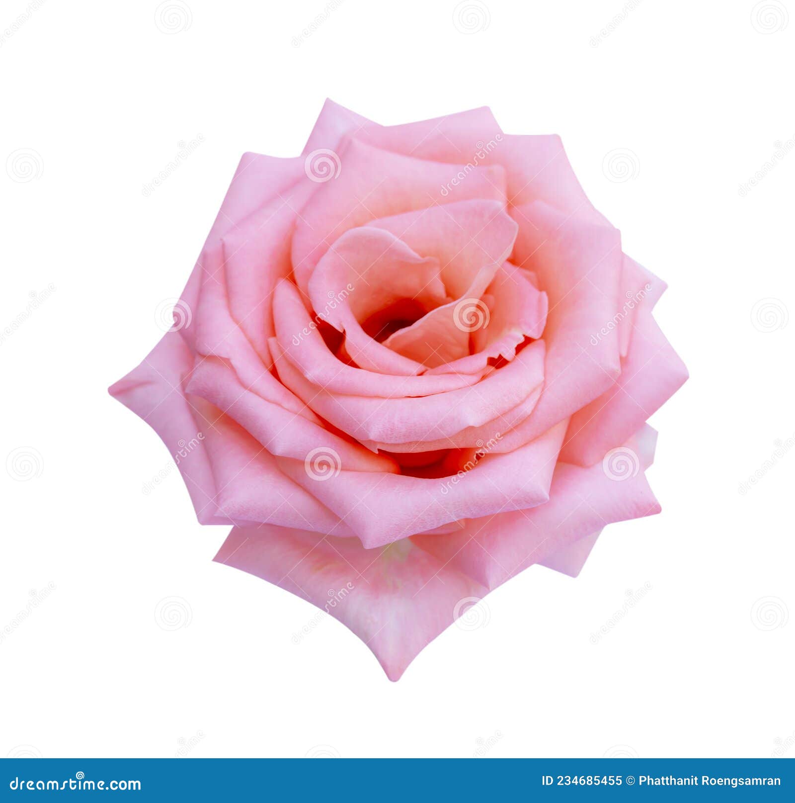 Pink Rose Head Flower Isolated on White Background, Soft Focus and ...