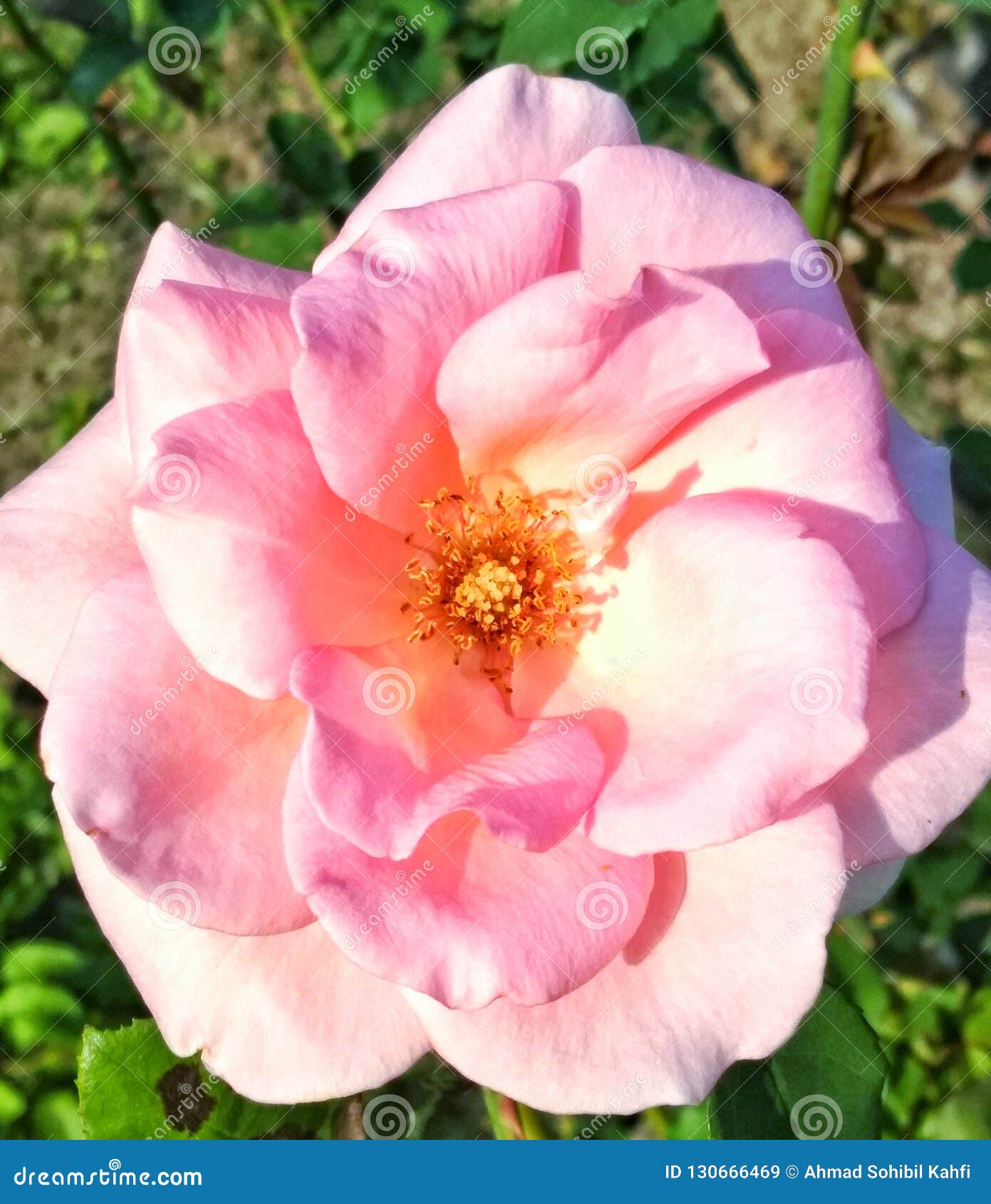 Pink Rose Head stock image. Image of leaves, head, flowerhead - 130666469