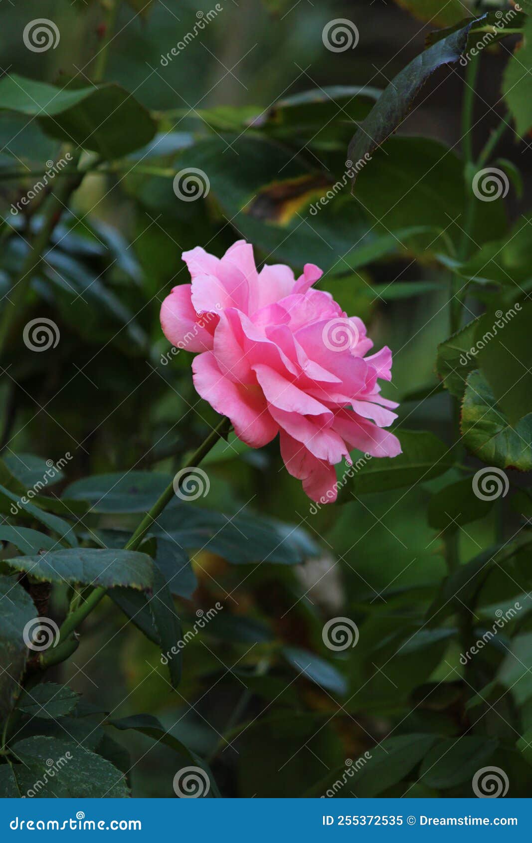 Pink Rose in highlight stock image. Image of nature - 255372535