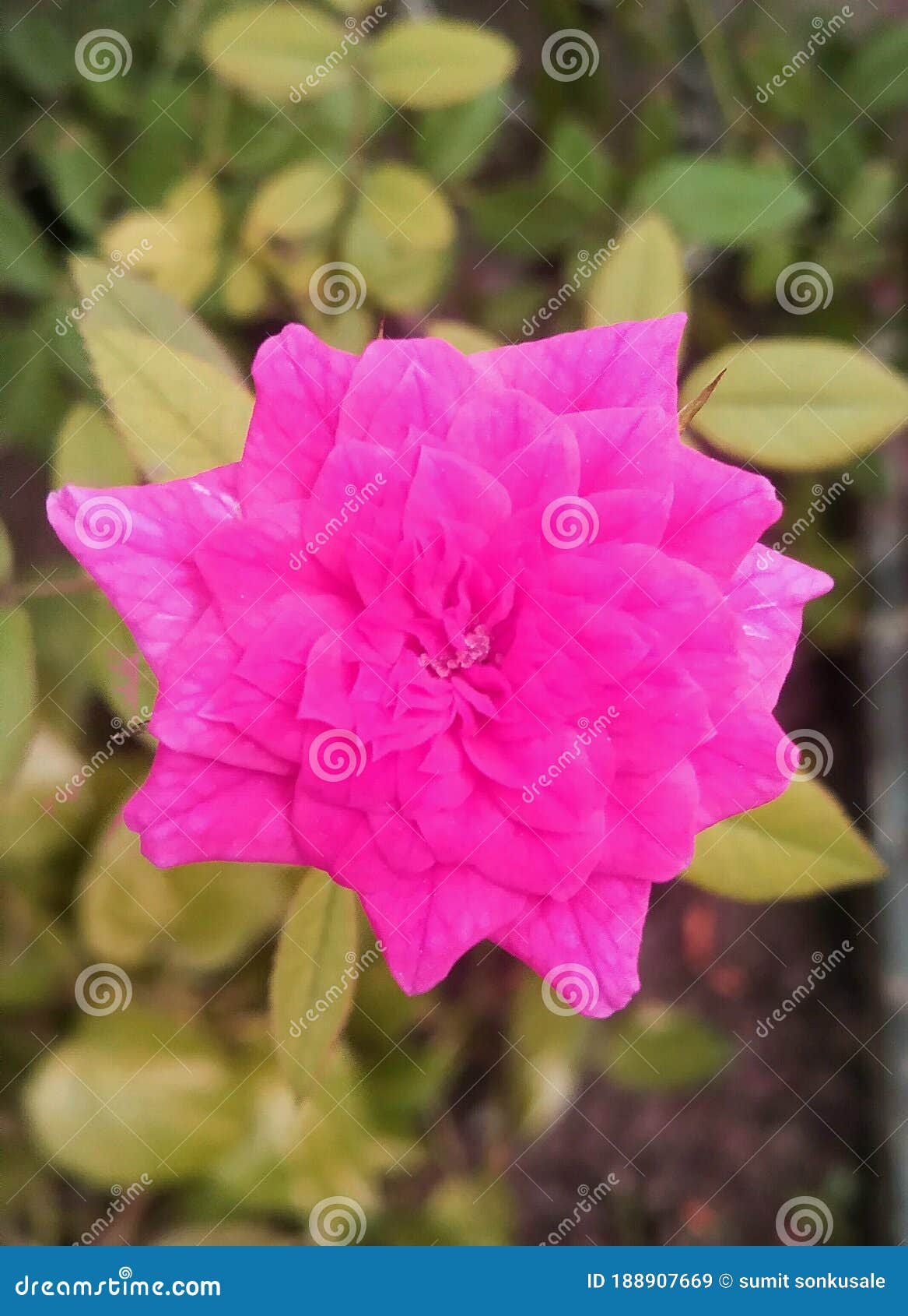 Pink rose hue stock image. Image of love, lusty, chinarose - 188907669