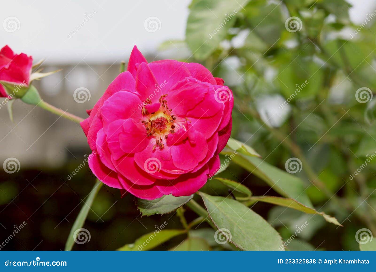 Pink rose of india - Image stock photo. Image of love - 233325838