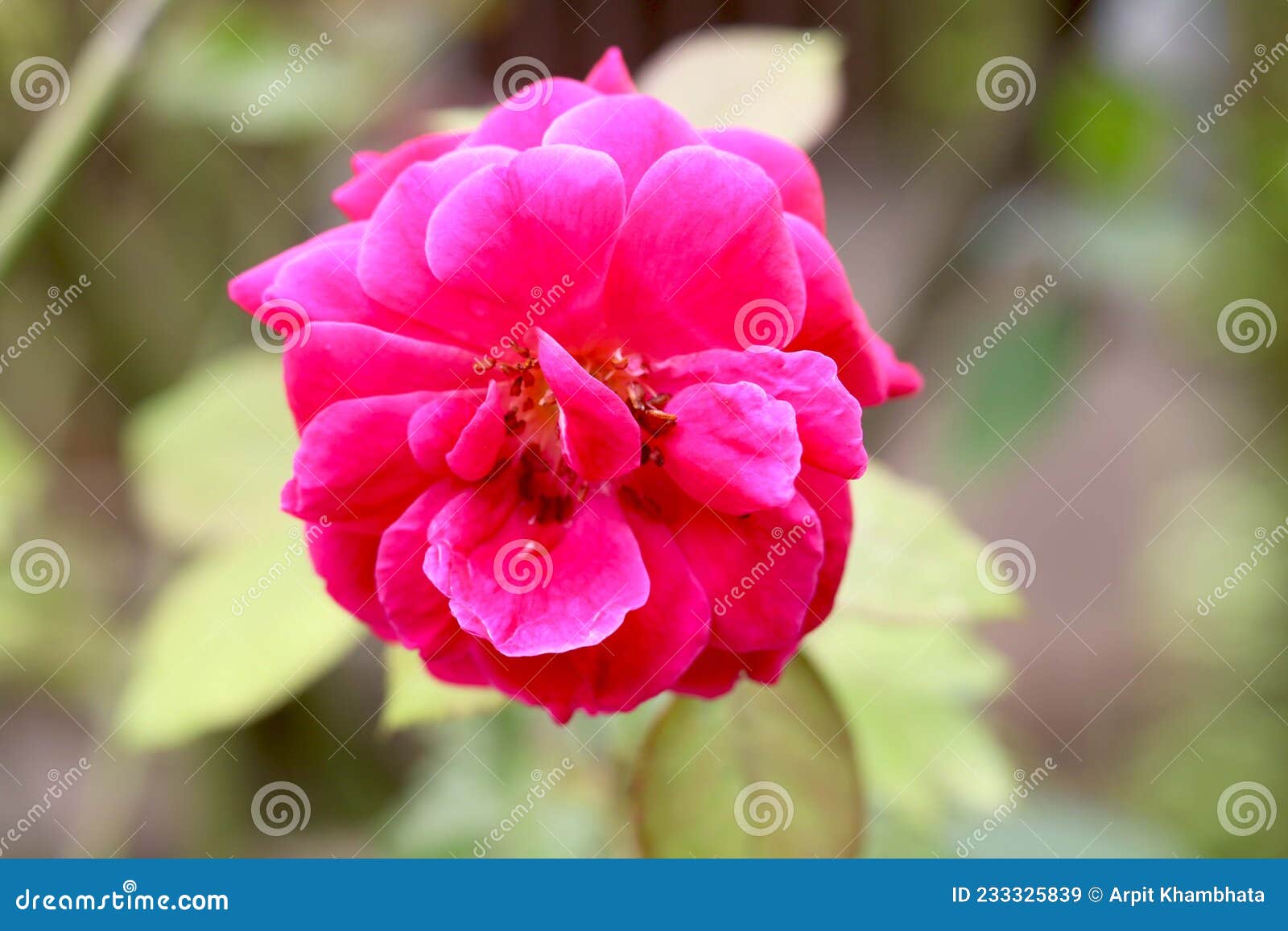Pink rose of india - Image stock image. Image of garden - 233325839