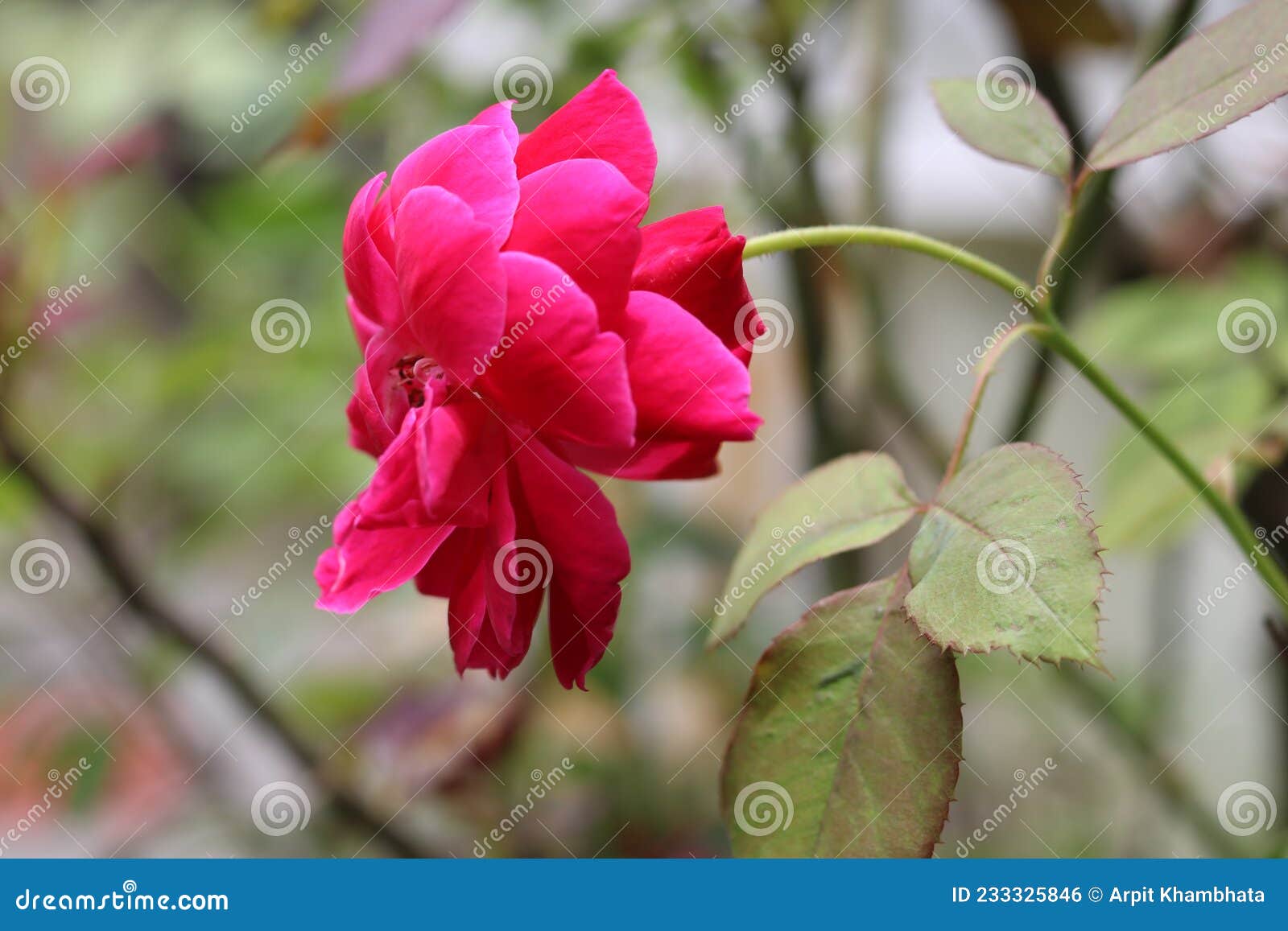 Pink rose of india - Image stock photo. Image of pink - 233325846