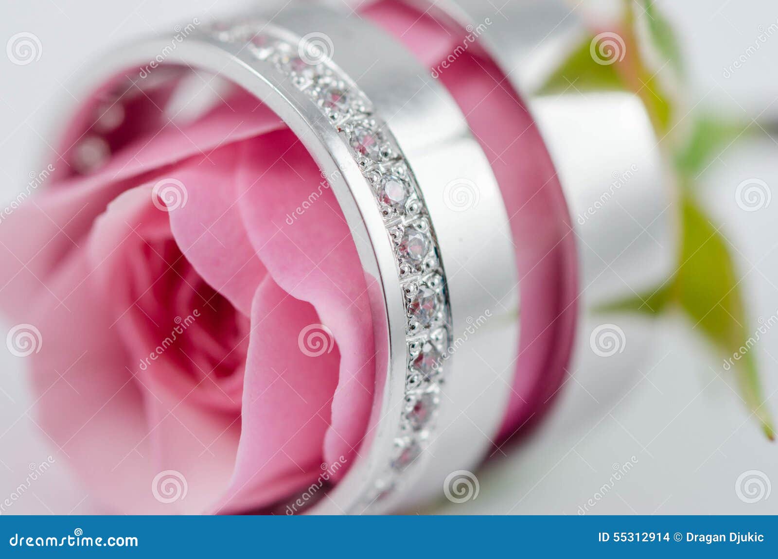 Pink Rose Inside Wedding Rings Stock Photo - Image of rings, jewelry ...