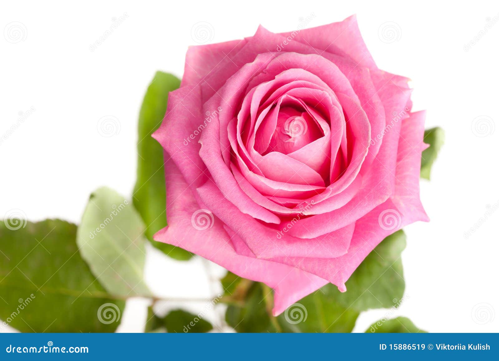 Pink rose isolated stock image. Image of isolate, decor - 15886519