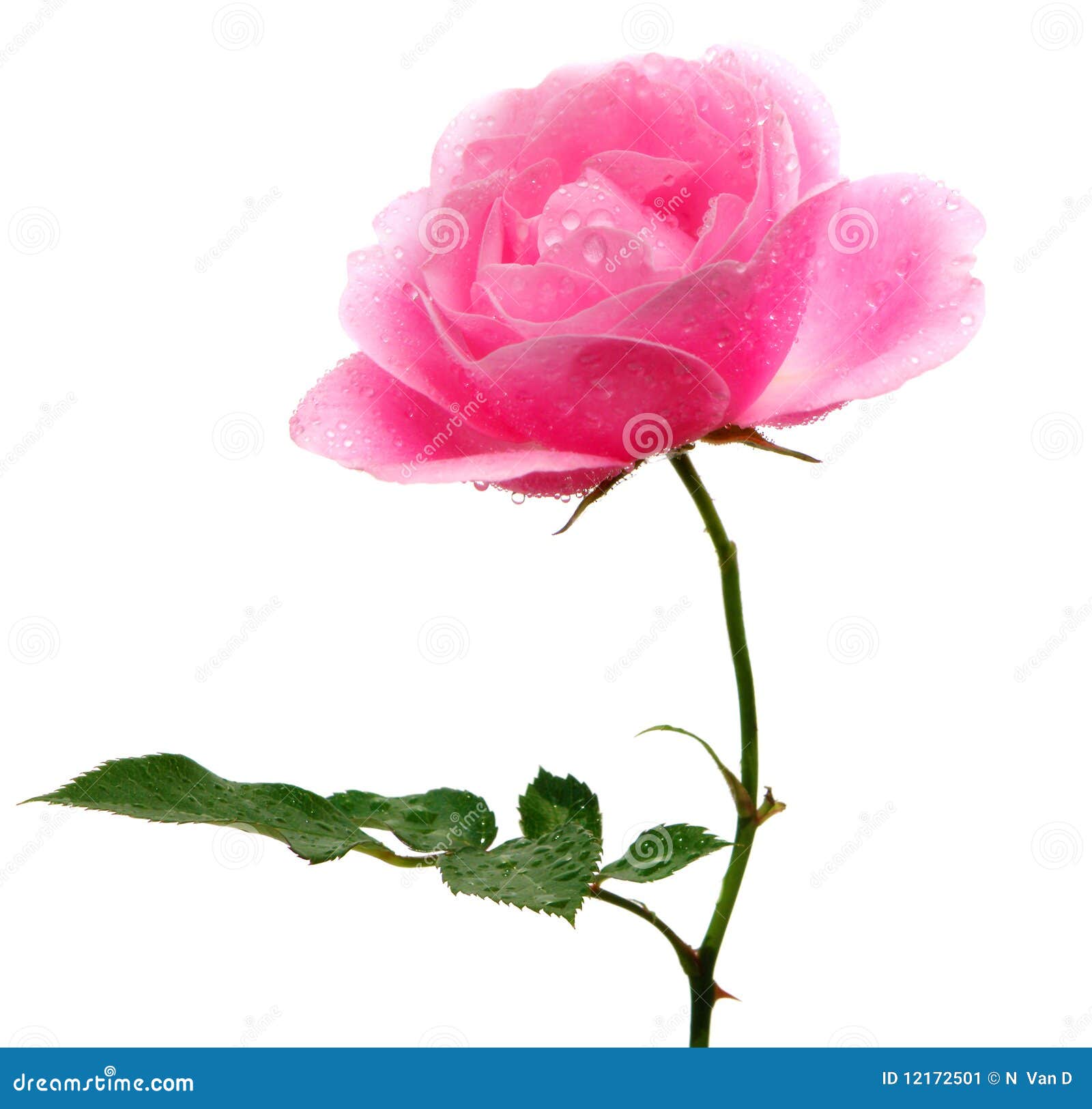Pink Rose Isolated on White Stock Image - Image of leaf, expression ...