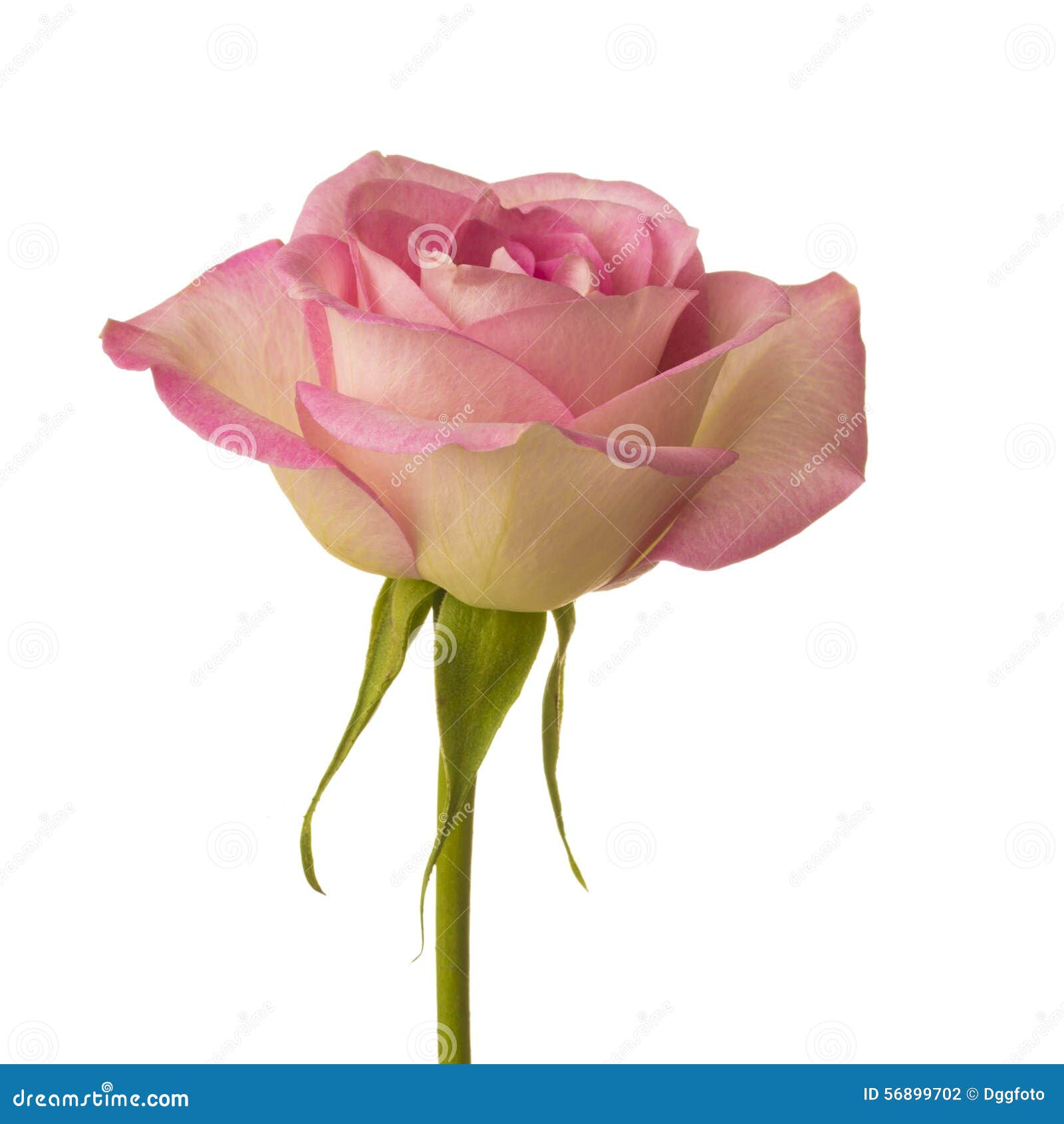 Pink Rose stock photo. Image of green, pink, rose, color - 56899702