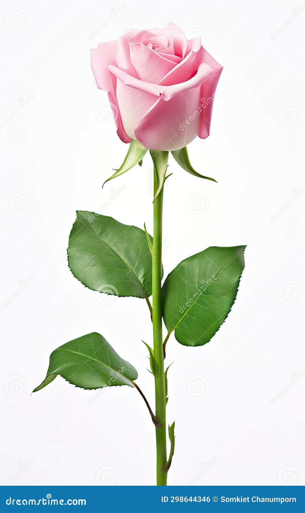 Pink Rose Isolated on a White Background, Beautiful White Rose Isolated ...