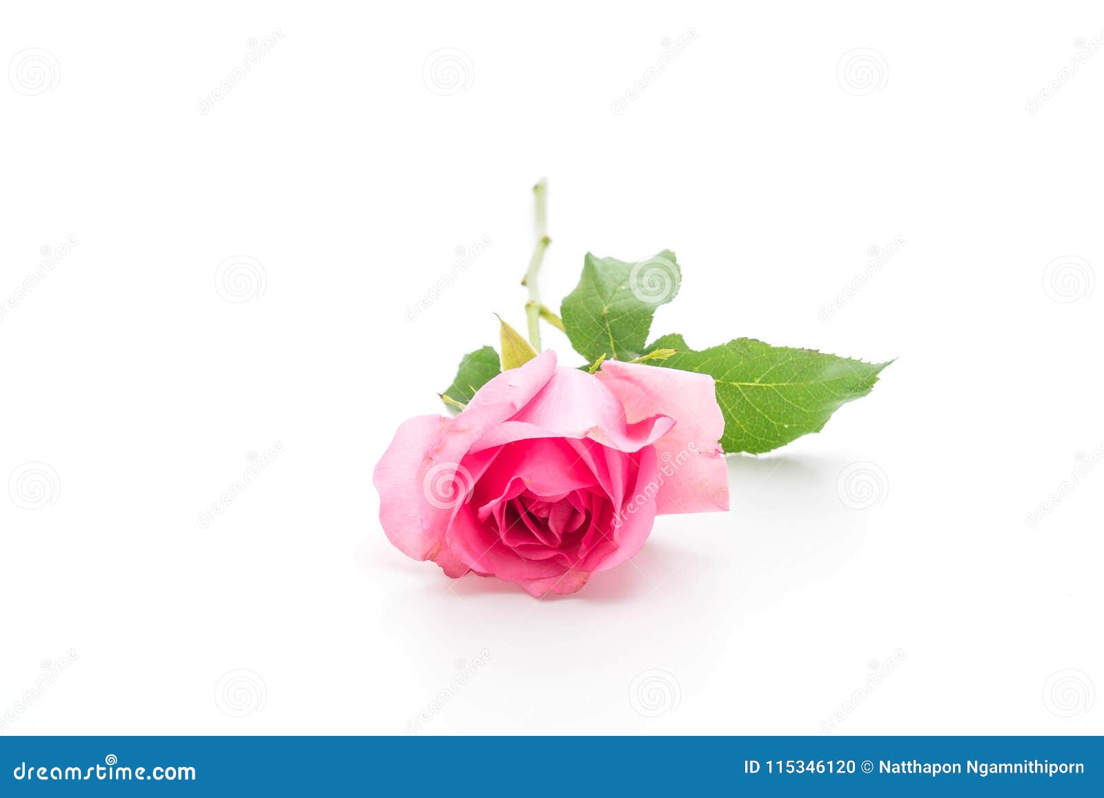 Pink Rose on White Background Stock Photo - Image of card, romance ...