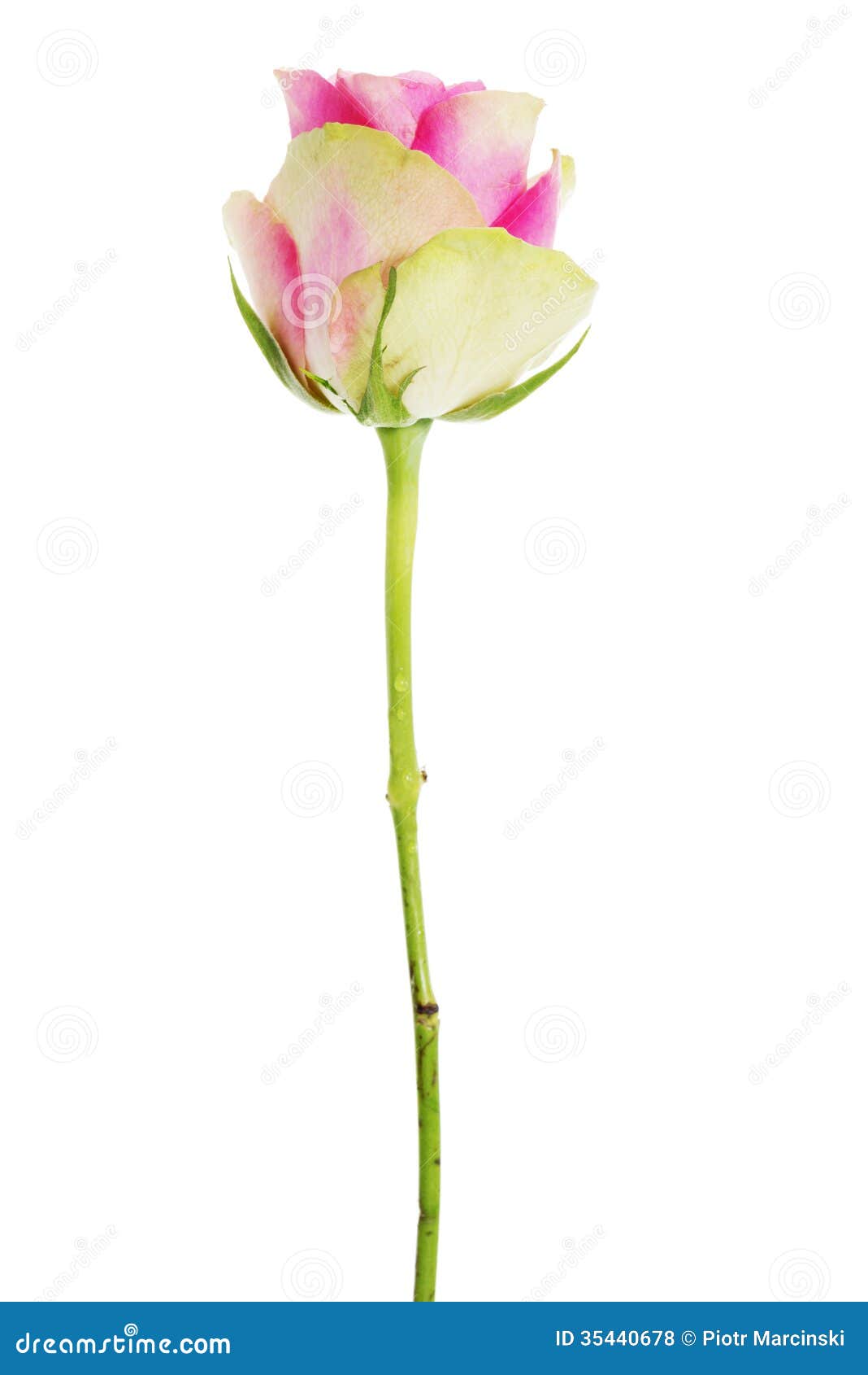 Pink Rose Isolated on White. Stock Photo - Image of pale, gift: 35440678