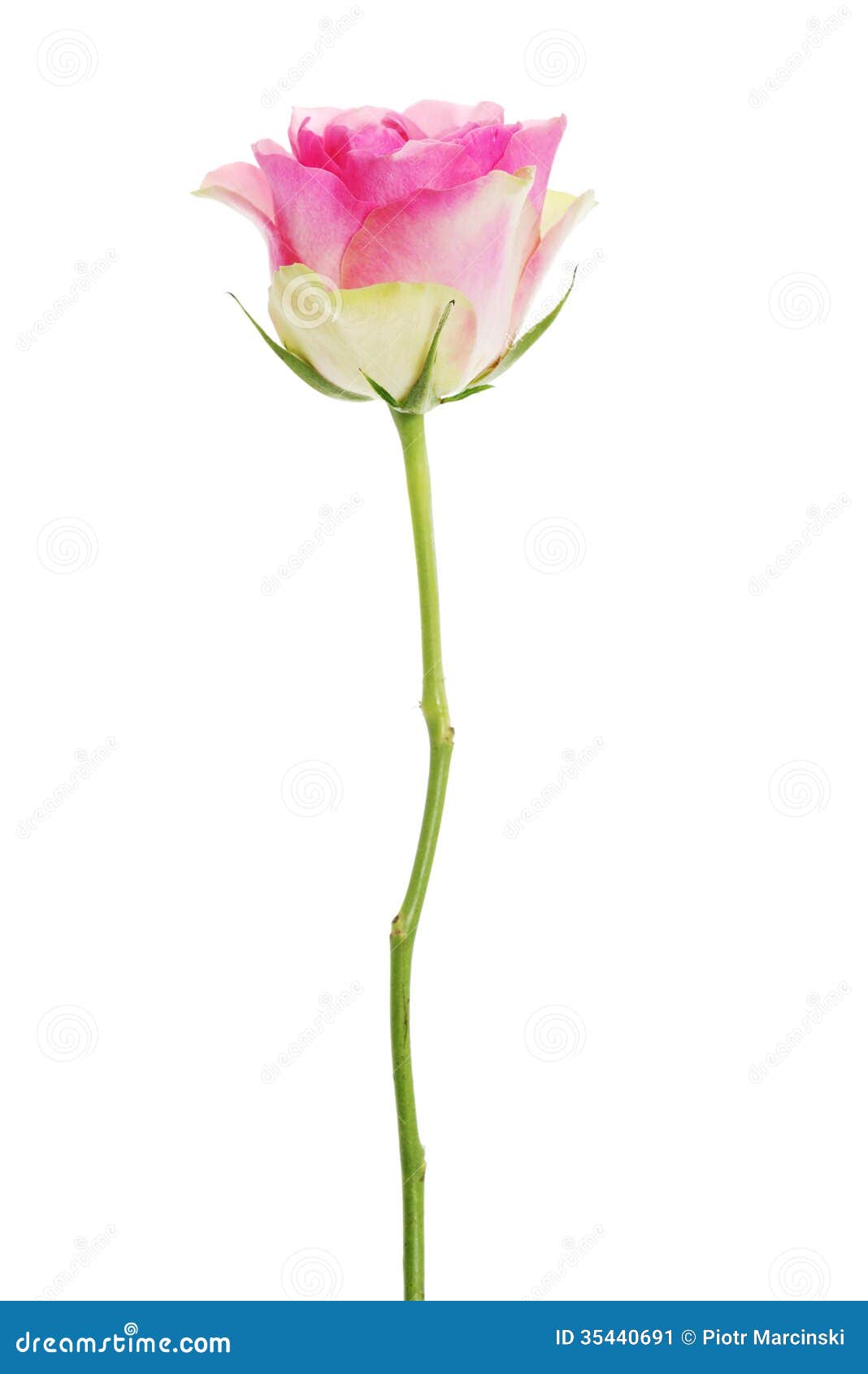 Pink Rose Isolated on White. Stock Image - Image of perfection, petals ...
