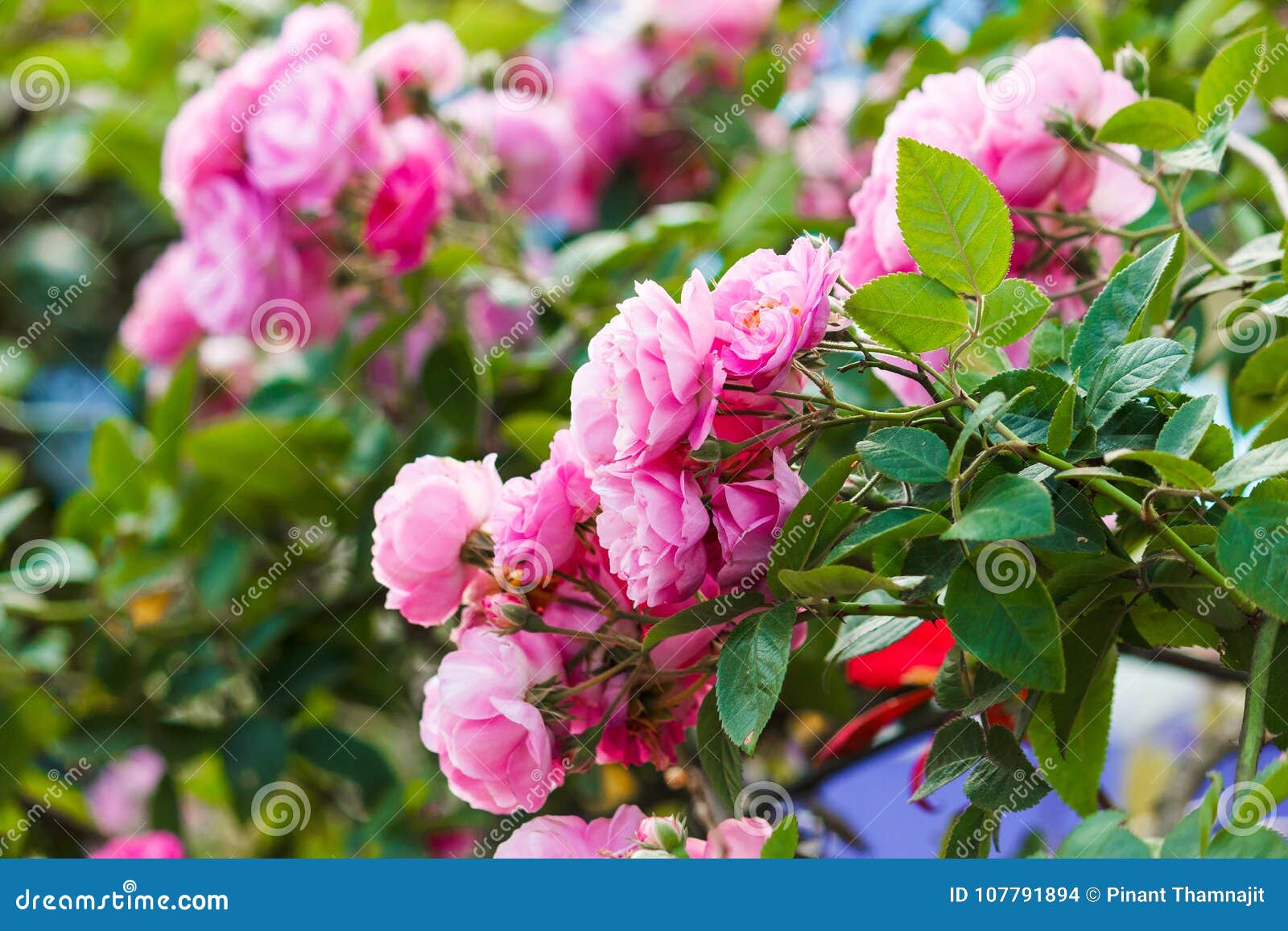 Pink rose and leaf. stock photo. Image of celebration - 107791894