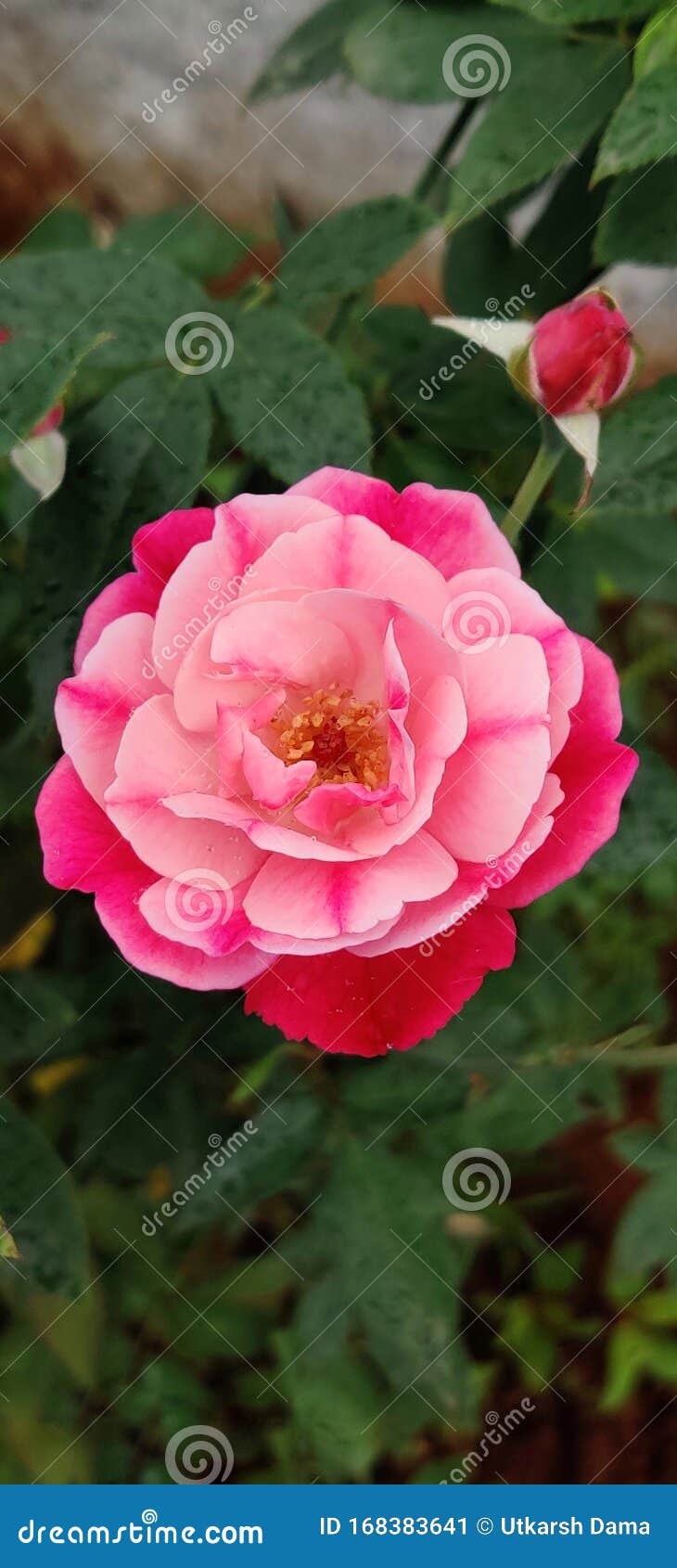 A Pink Rose with Leaves Around it Totally and with Green Leaves Stock ...