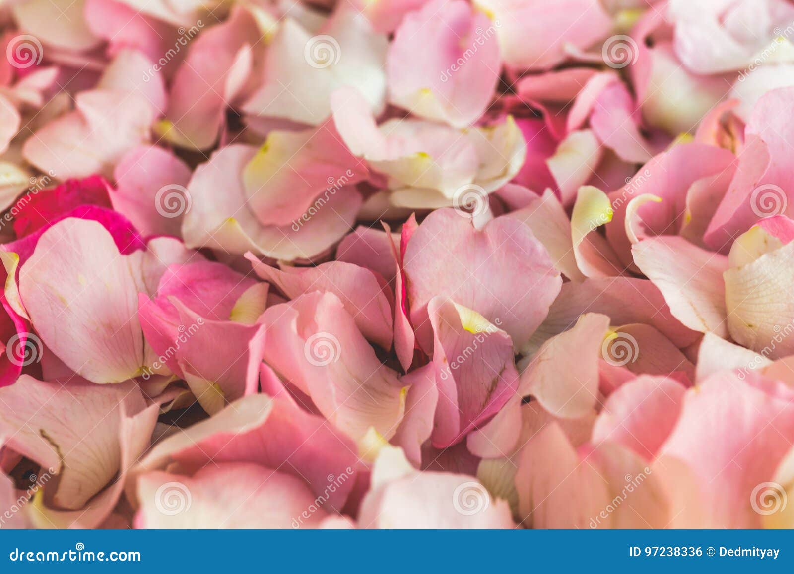 Pink Rose Leaves Background Stock Photo - Image of greeting, gift: 97238336