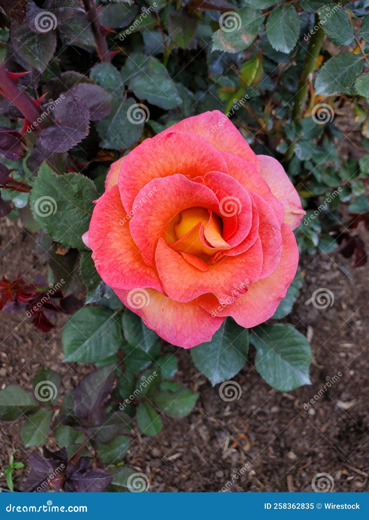 A Pink Rose with Leaves in a Garden Stock Image - Image of garden, rose ...