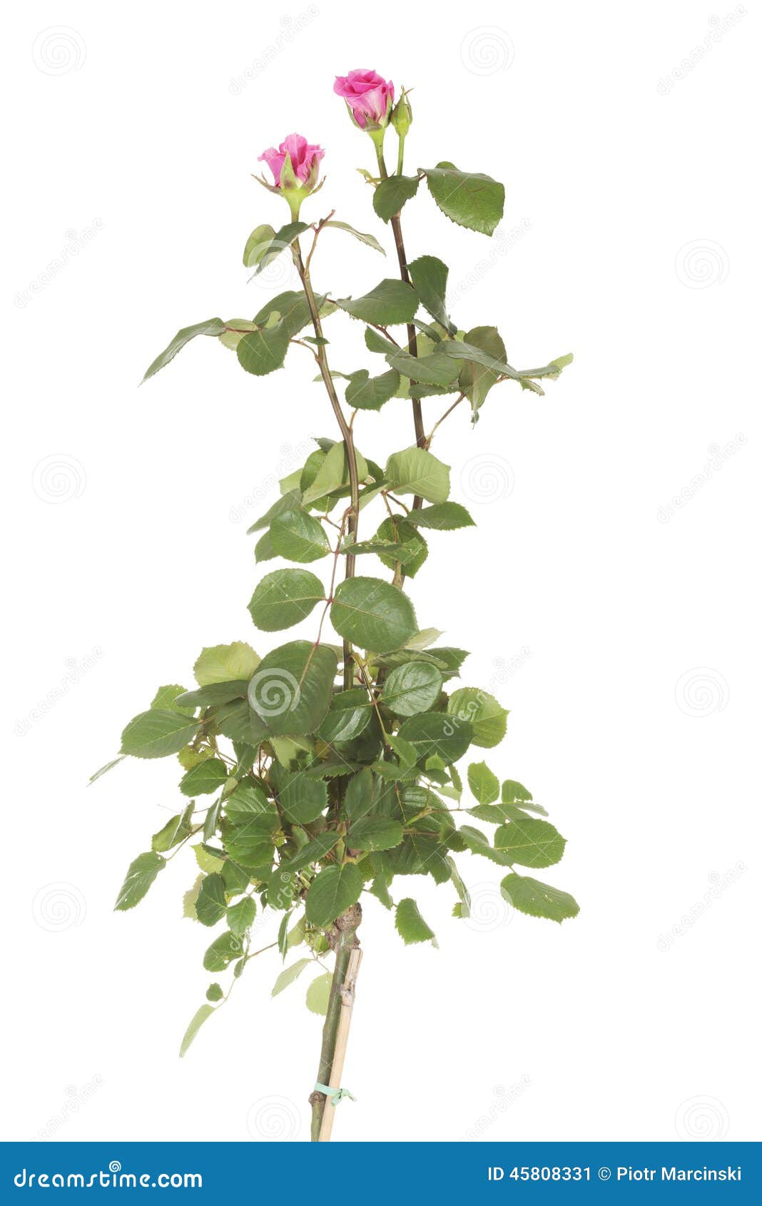 Pink rose stock image. Image of anniversary, bloom, rose - 45808331