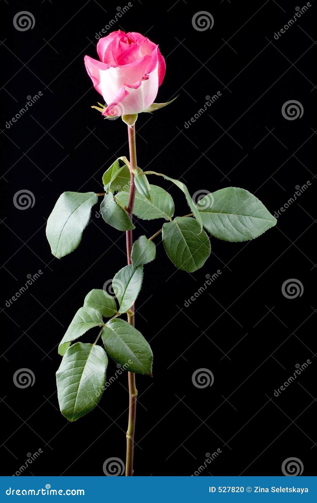 Pink rose with long stem stock photo. Image of prettyrose - 527820