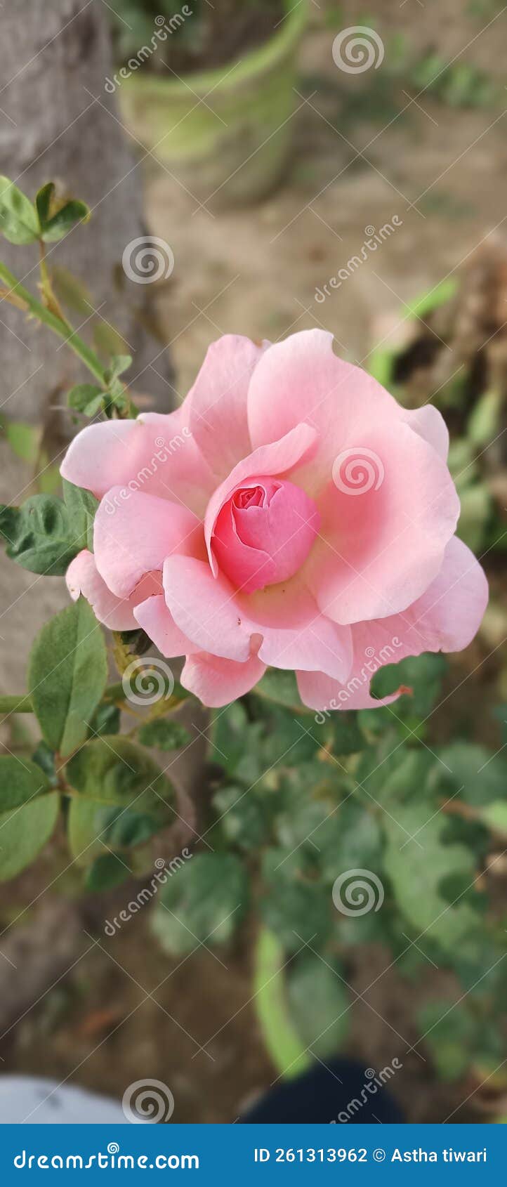 Pink Rose Looks so Fabulous, Beutiful, and Innovative Stock Photo ...