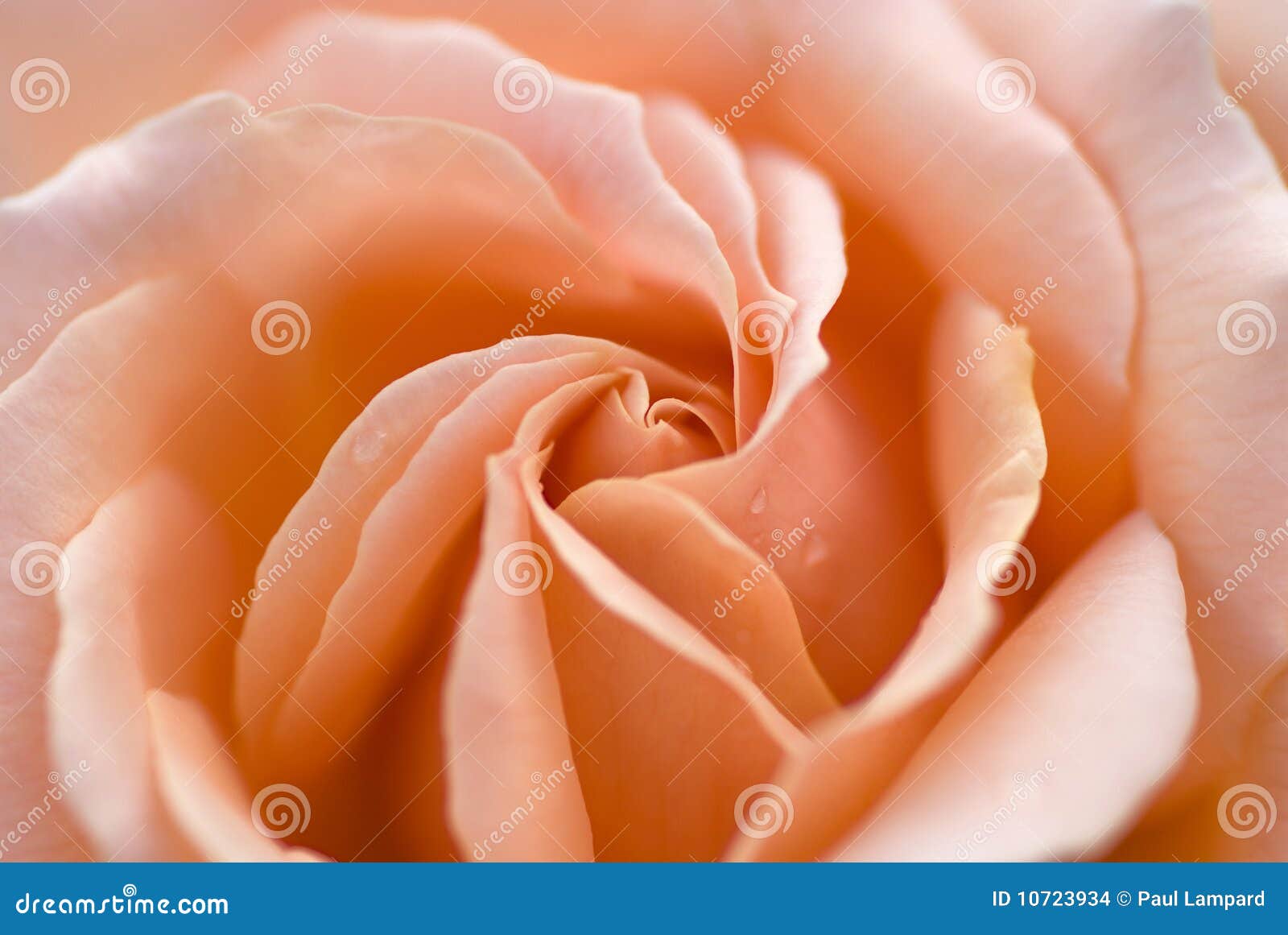 Pink rose macro stock photo. Image of natural, perfume - 10723934