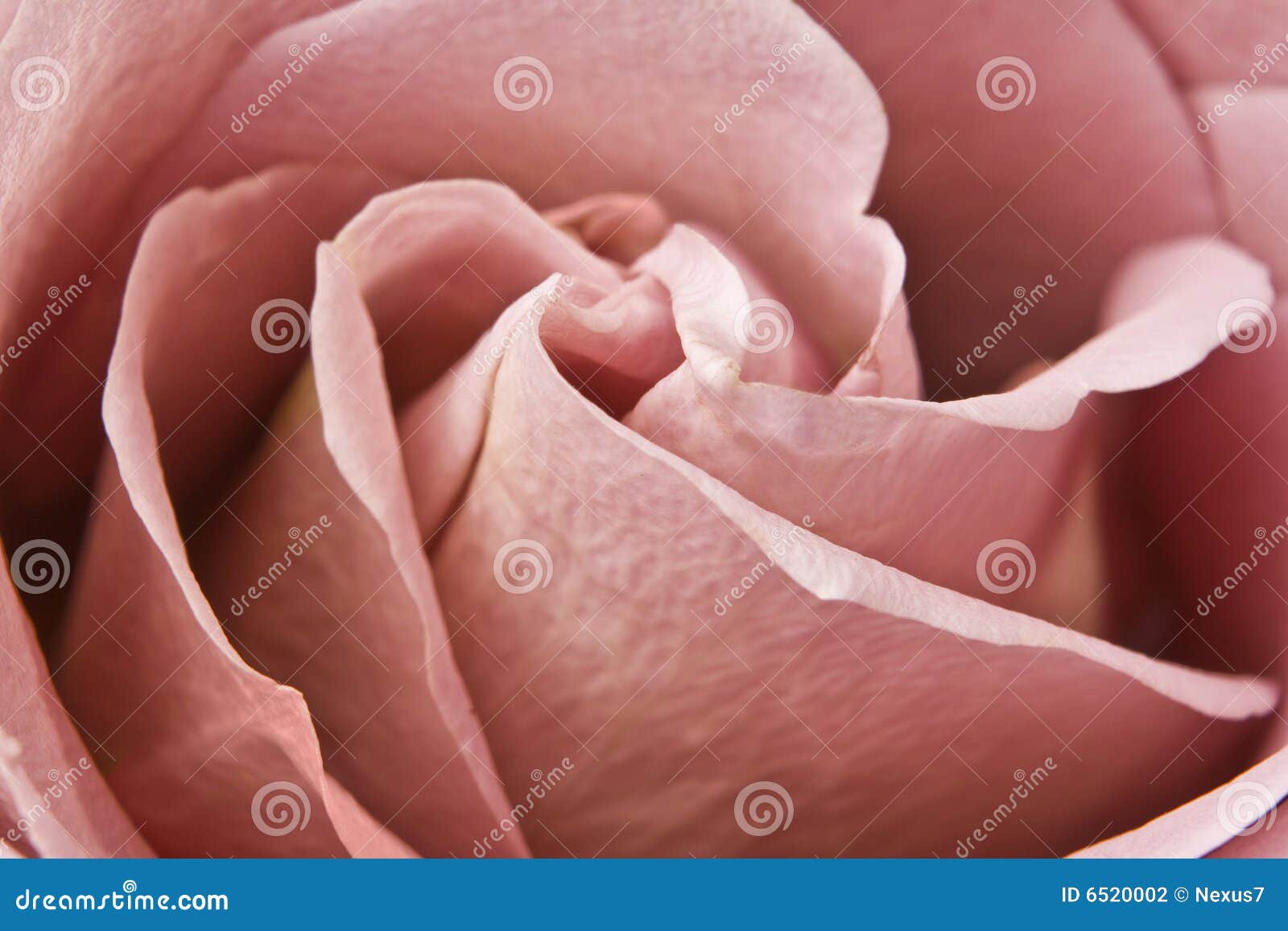 Pink Rose Macro stock photo. Image of abstract, gift, blossom - 6520002
