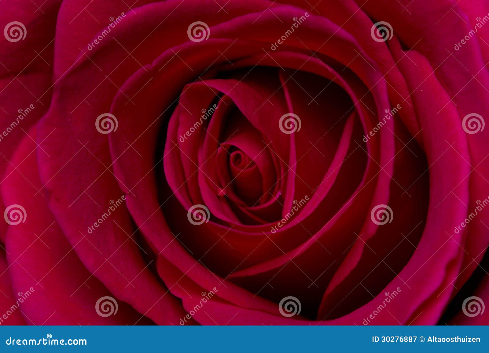 Pink rose macro stock image. Image of bloom, pastel, pink - 30276887