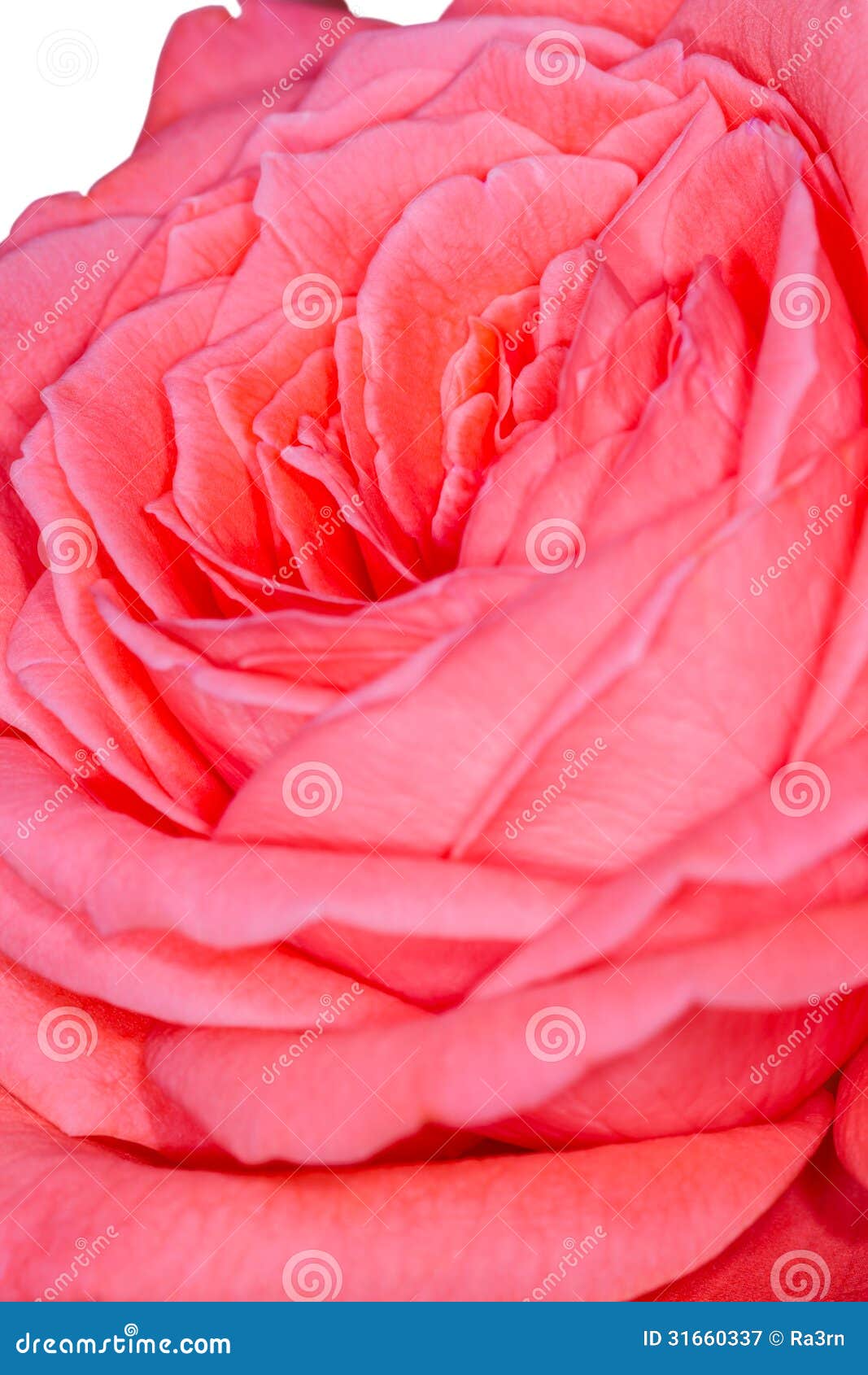 132 Normal Pink Rose Stock Photos - Free & Royalty-Free Stock Photos ...