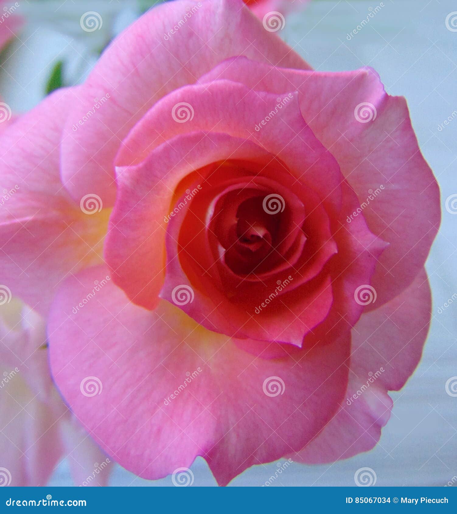 Translucent Pink Rose Petals Stock Photo - Image of design, pastel ...