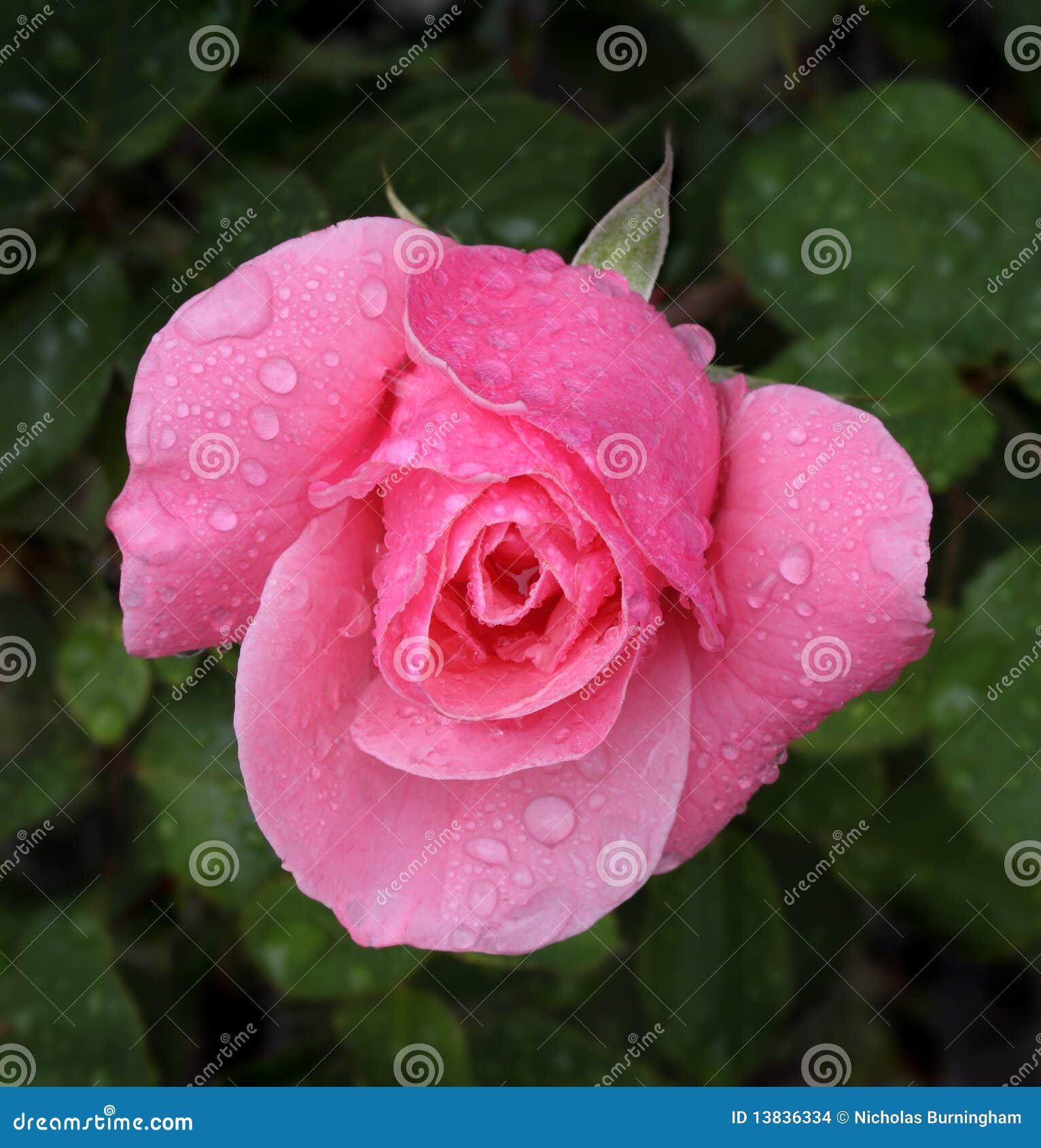 Pink Rose Macro Shot with Rain Drops Stock Photo - Image of leaf, drops ...
