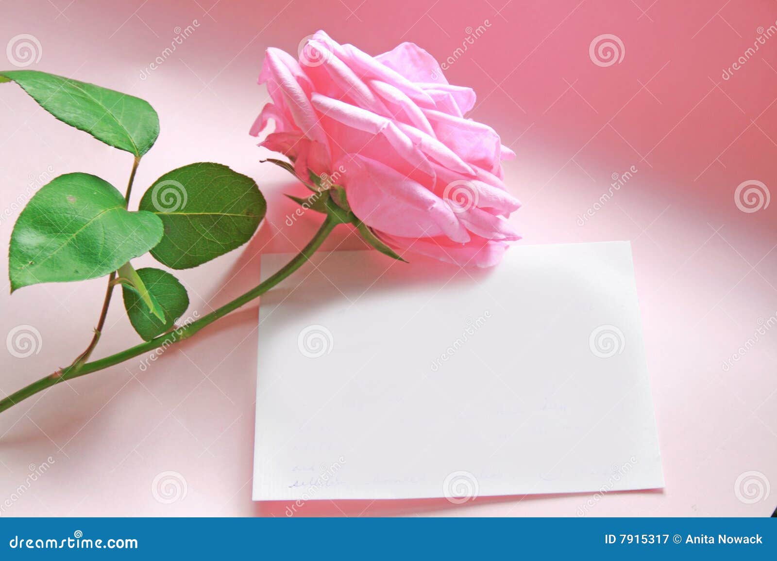 Pink rose message stock image. Image of souvenir, dear - 7915317