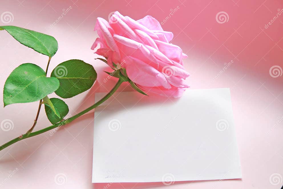 Pink rose message stock image. Image of souvenir, dear - 7915317