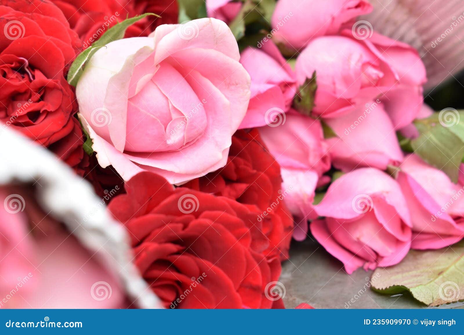 Pink Rose in the Middle of Red Roses Stock Photo - Image of middle ...