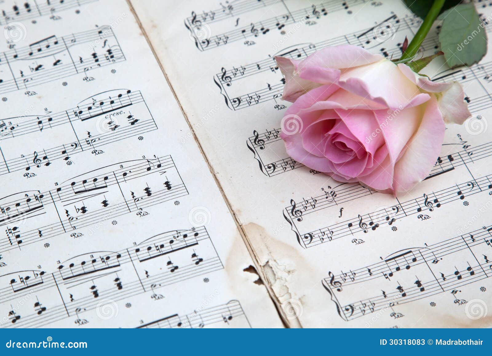 Pink rose on music notes stock image. Image of sheets - 30318083