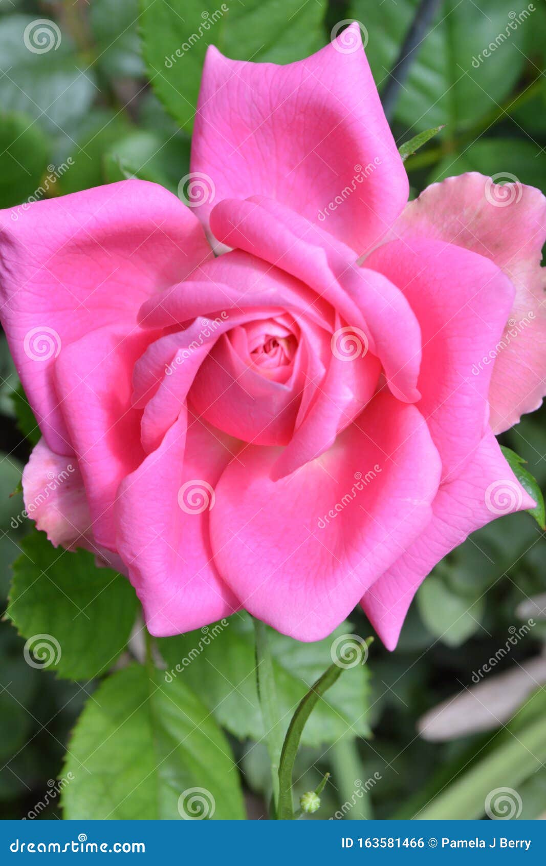 Pink Rose Flower - Queen Elizabeth Stock Photo - Image of rose, leaves ...