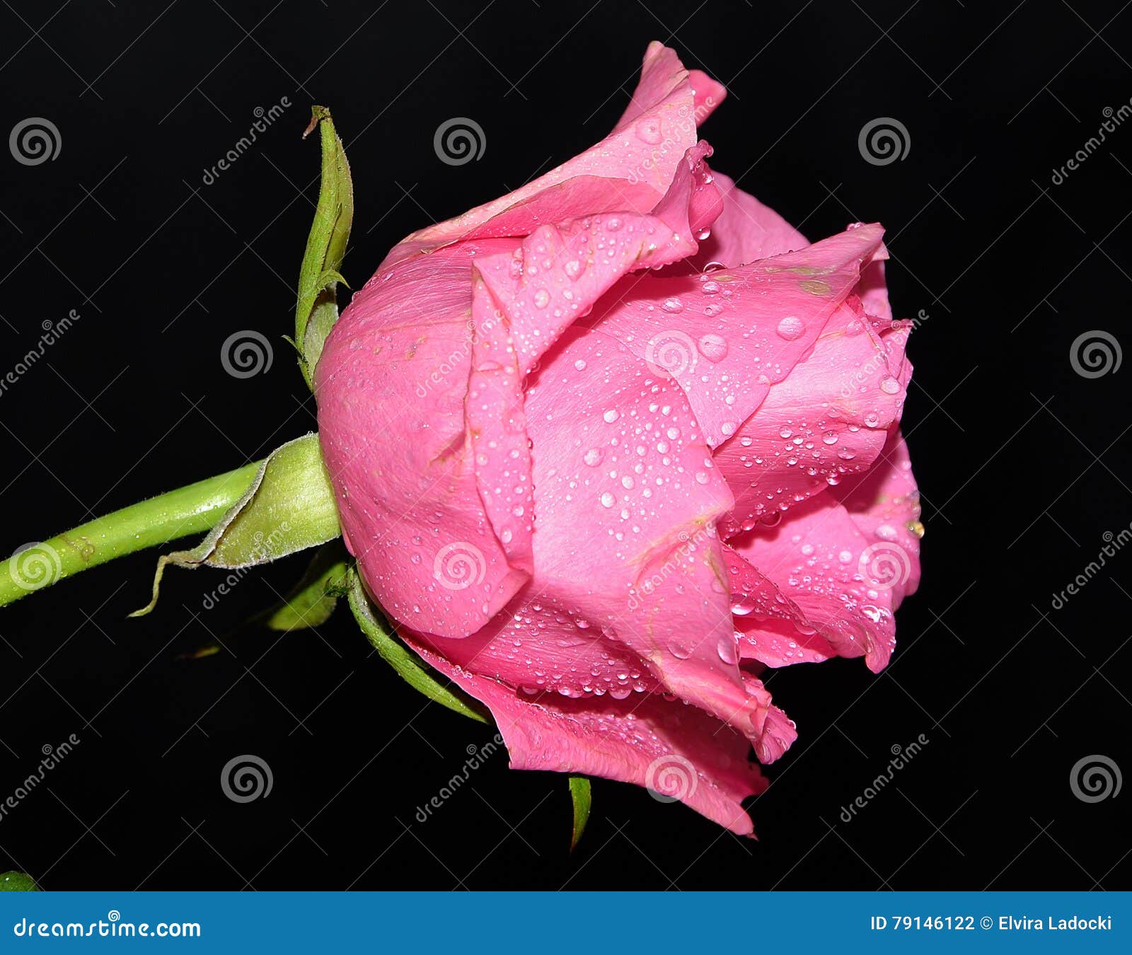 Pink rose stock photo. Image of monochrome, black, pretty - 79146122