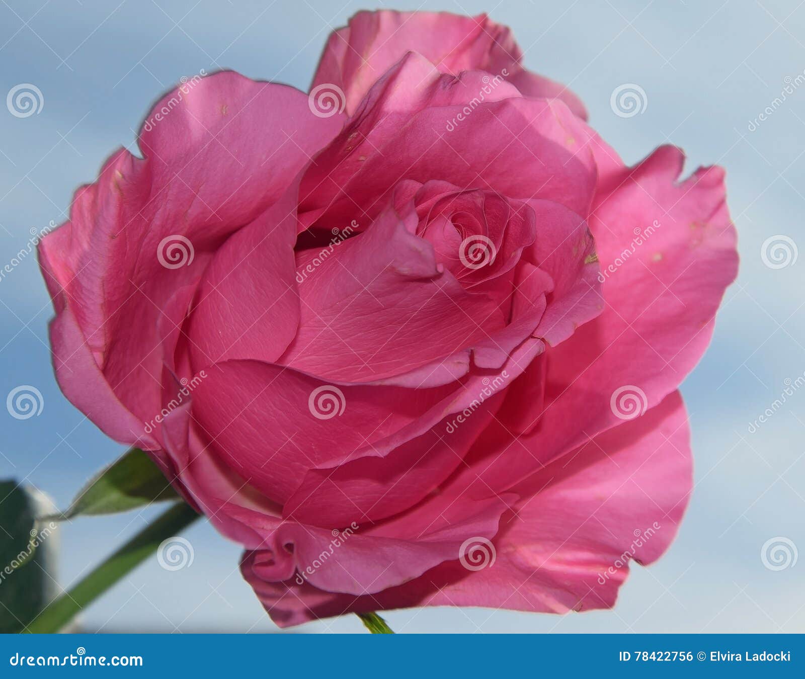 Pink rose stock photo. Image of flower, rose, pretty - 78422756